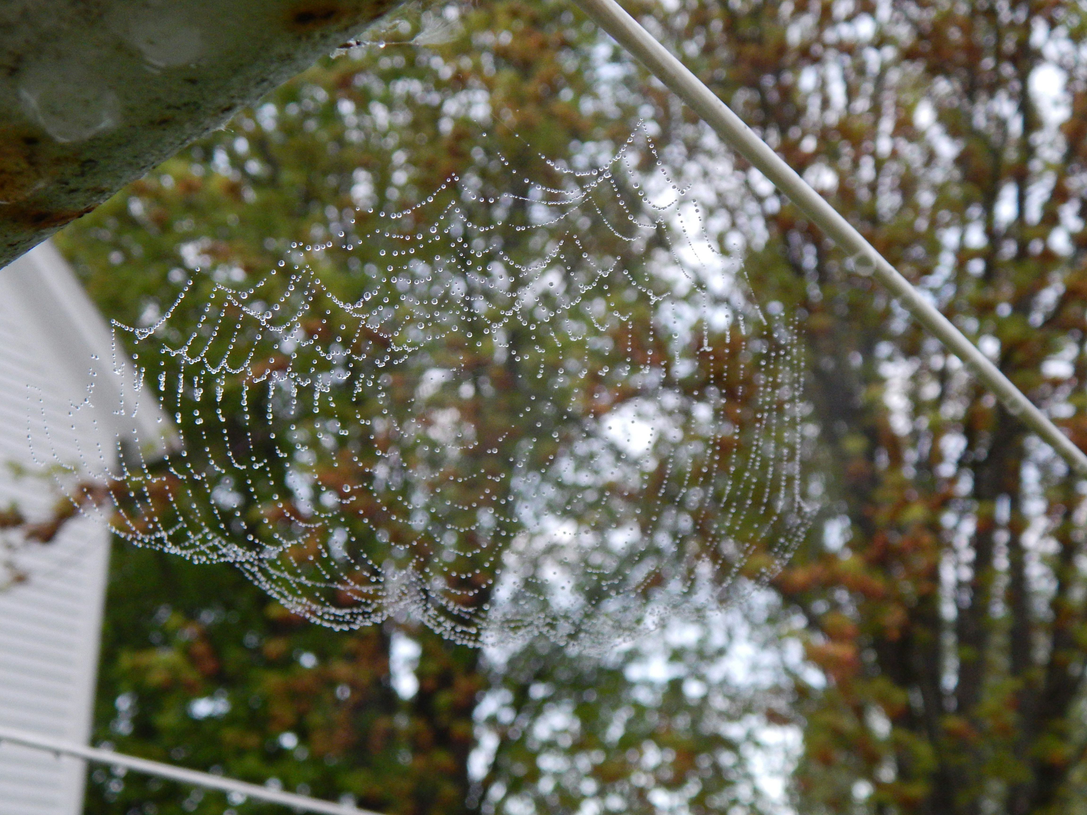 Dew-Kissed Spider Web: Morning Geometry in a Quiet Backyard