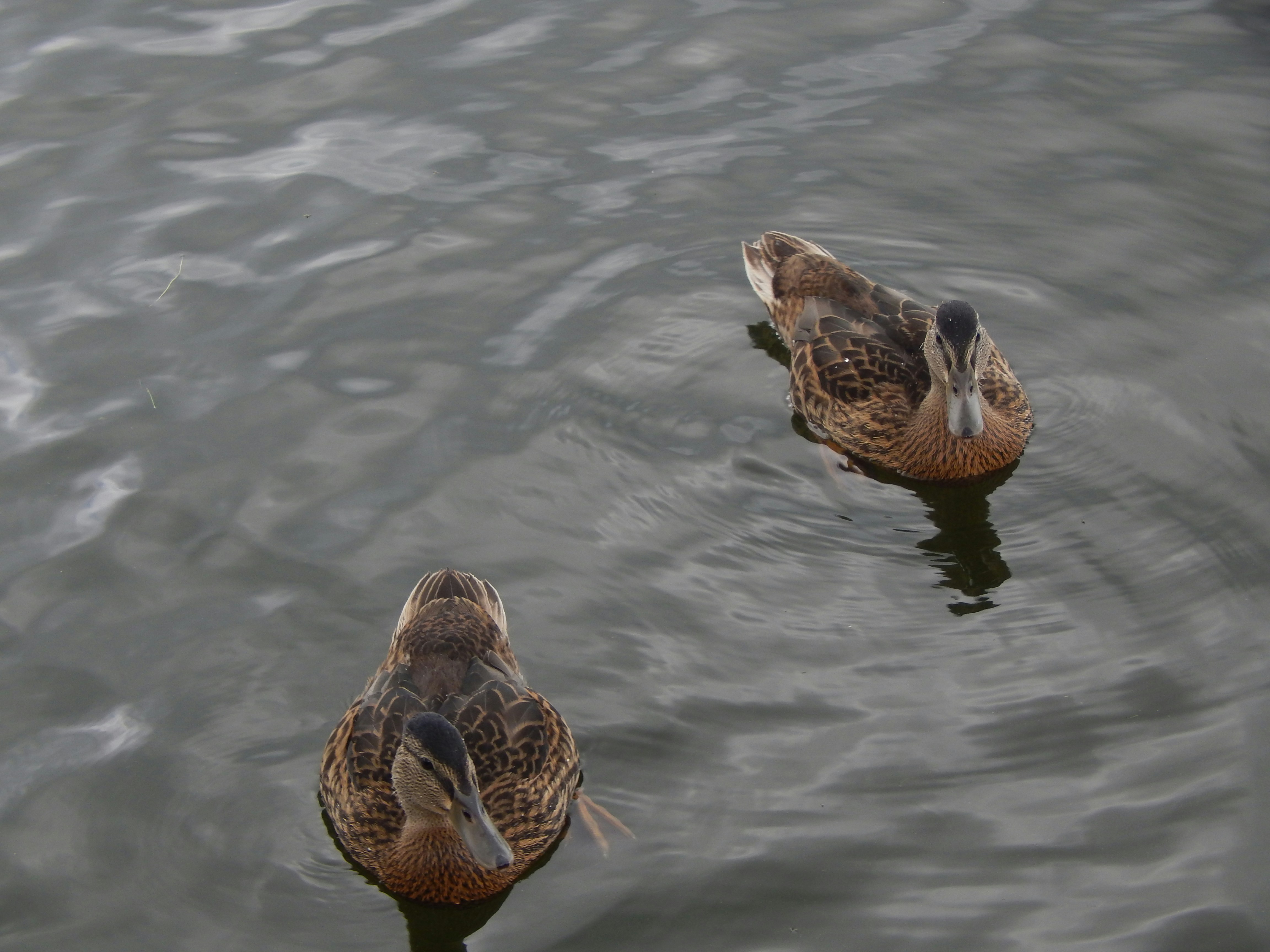 Two ducks gliding gracefully across a rippling water surface, showcasing their intricate feather patterns. The tranquil setting highlights the beauty of nature.