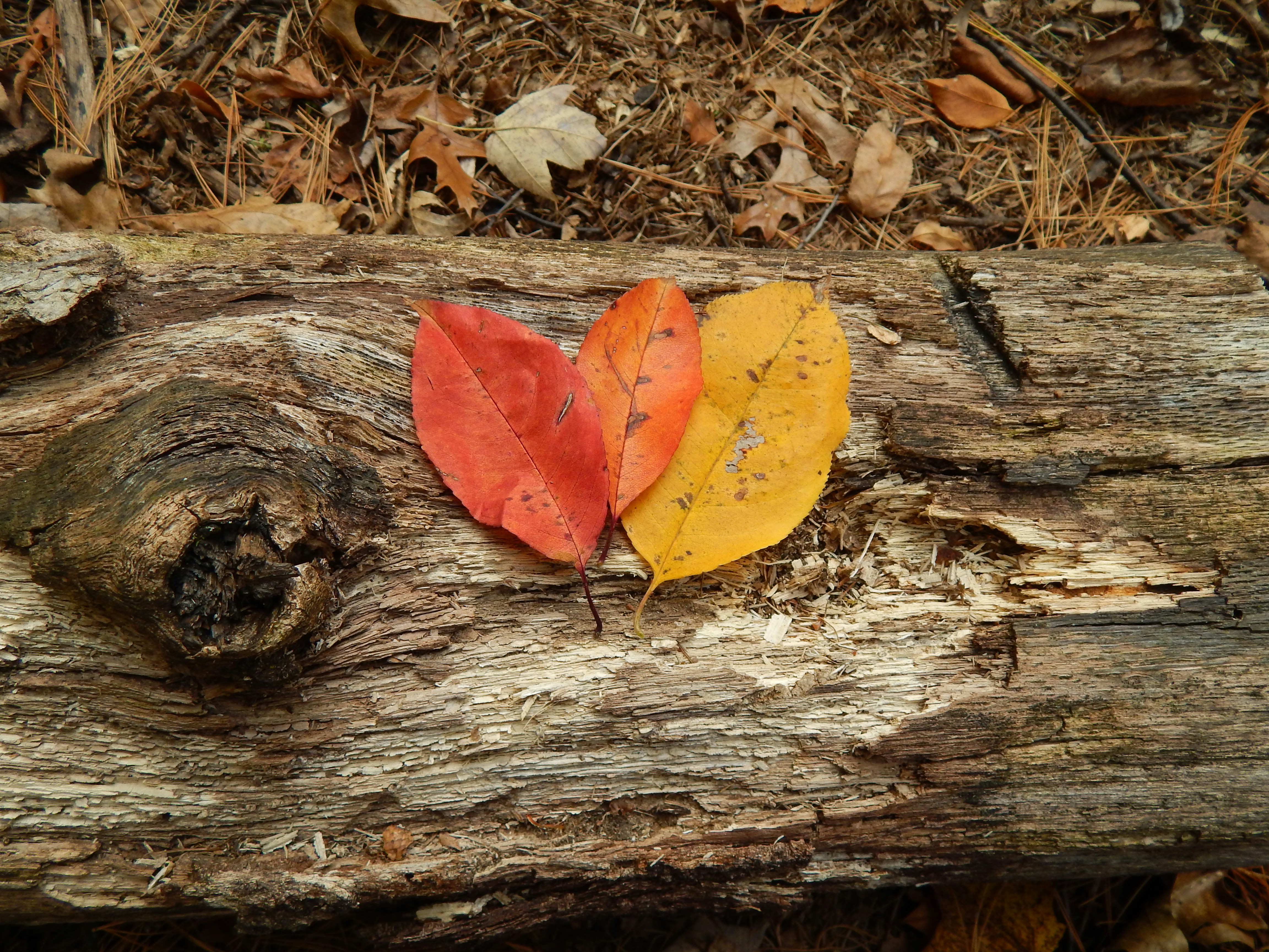 A couple of leaves that are sitting on a log photo – Free Brown Image ...