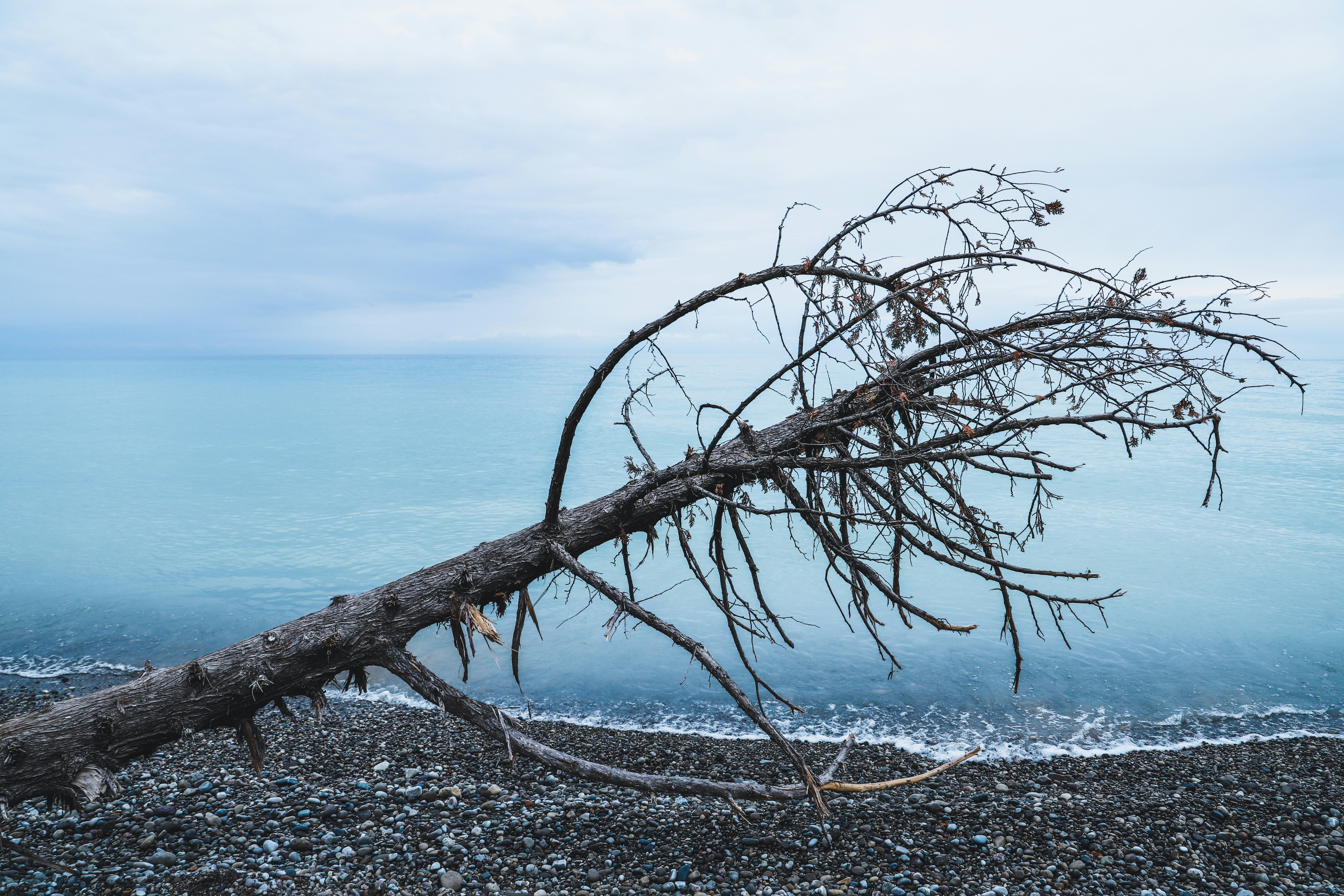 Curved Driftwood Arches Toward a Quiet Sea