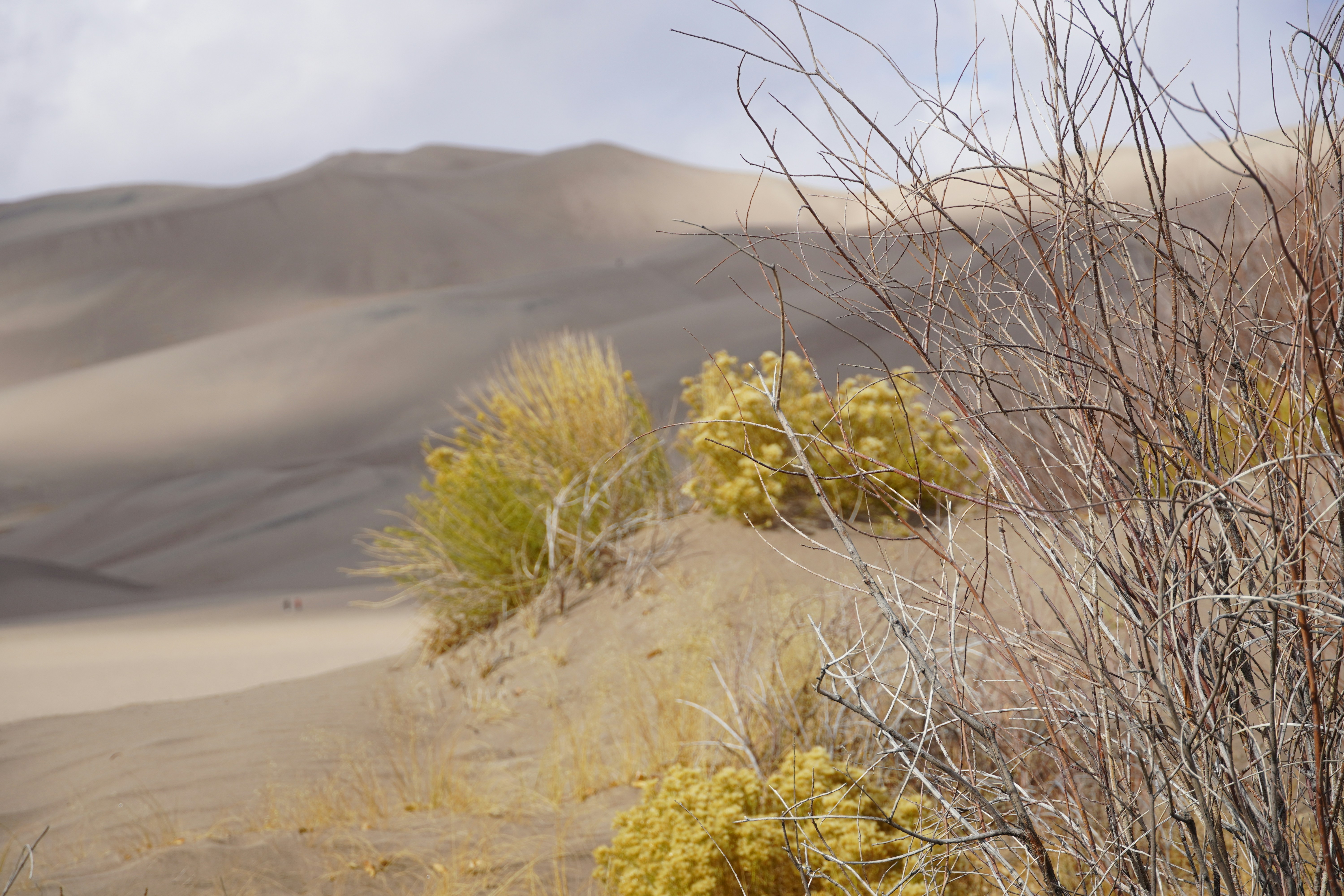 Un paisaje desértico con arbustos y dunas de arena al fondo foto ...