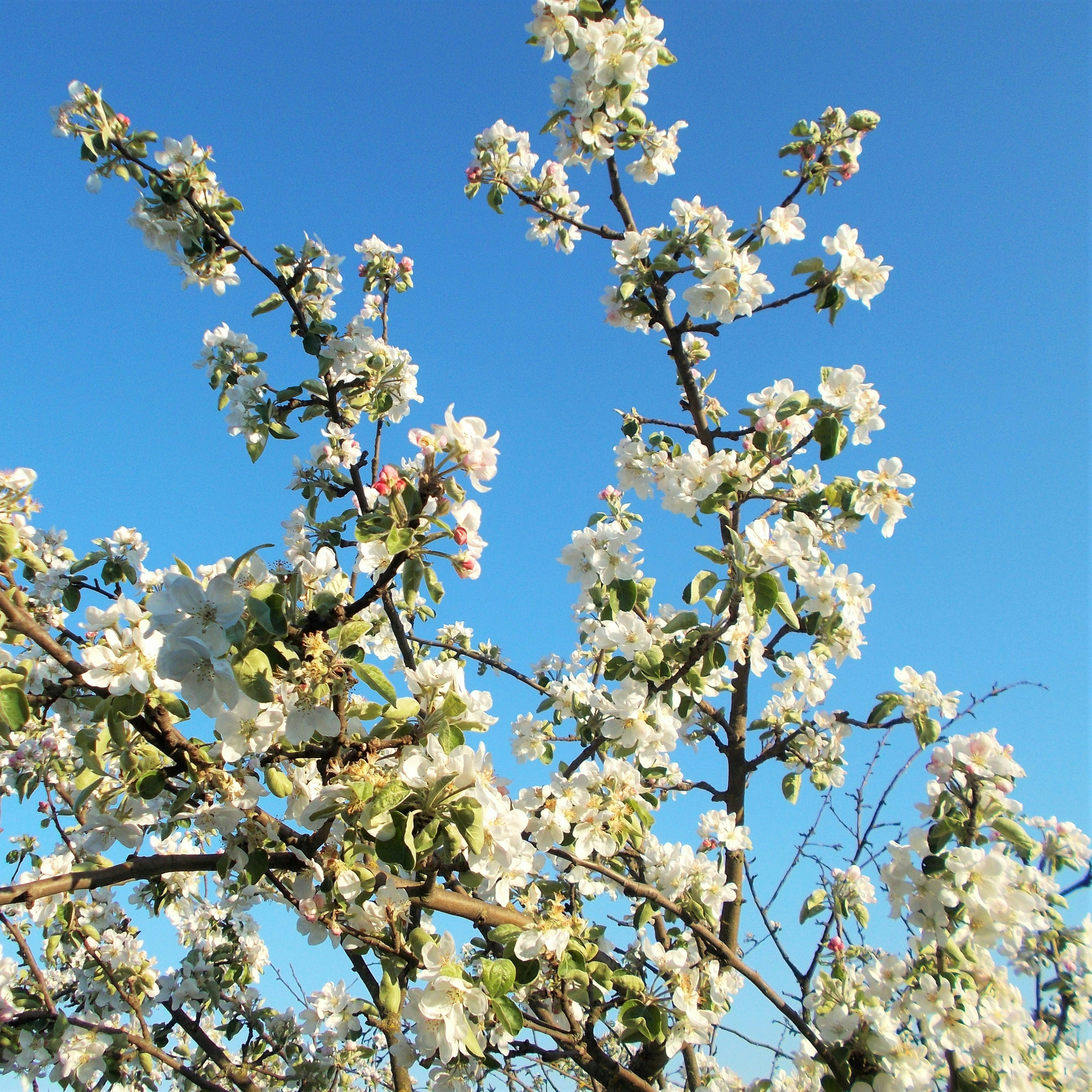 Delicate white blossoms bloom against a clear blue sky, showcasing the beauty of spring. The vibrant colors highlight the season's renewal.