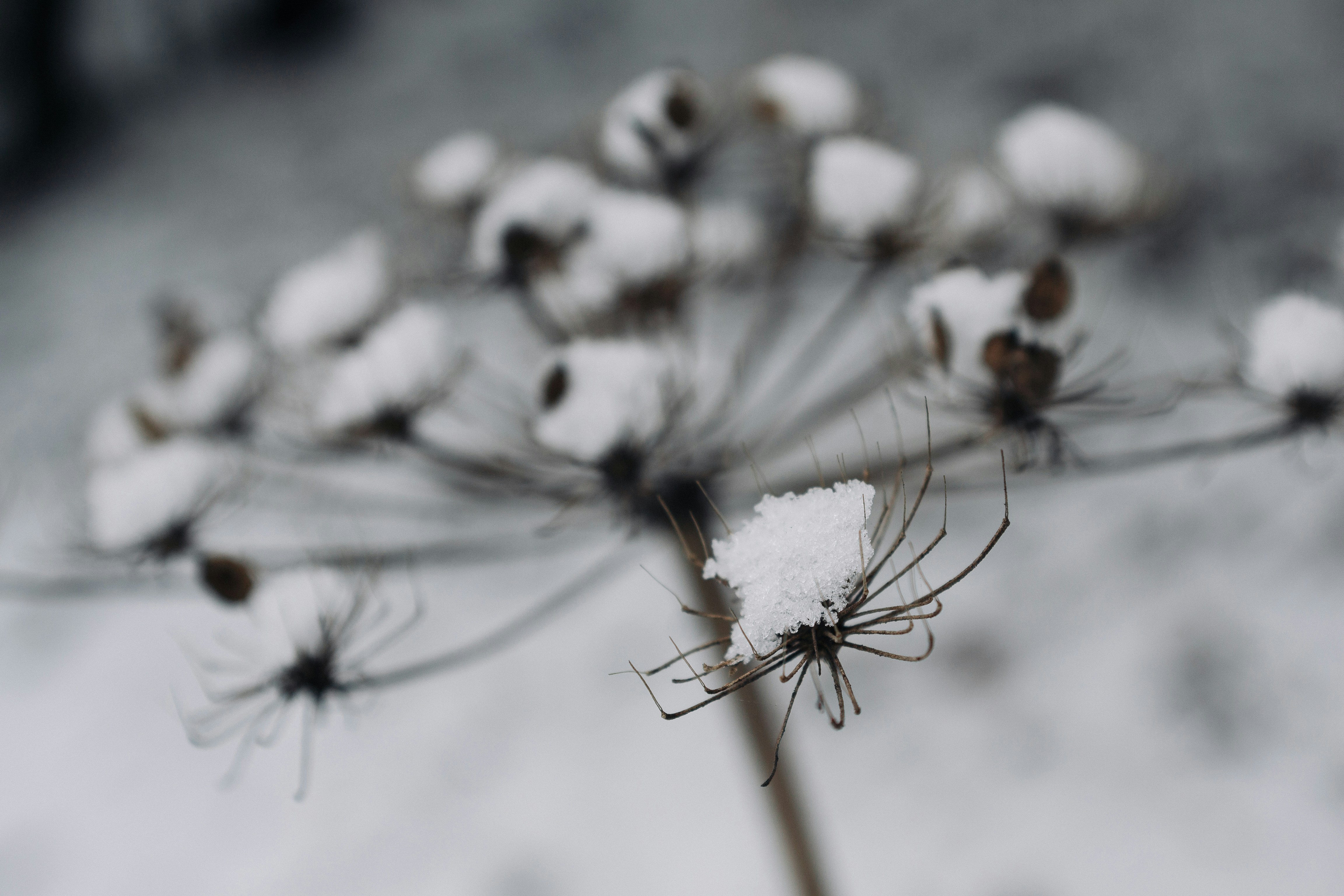 Snow Crown on a Withered Seedhead: A Quiet Winter Close-Up
