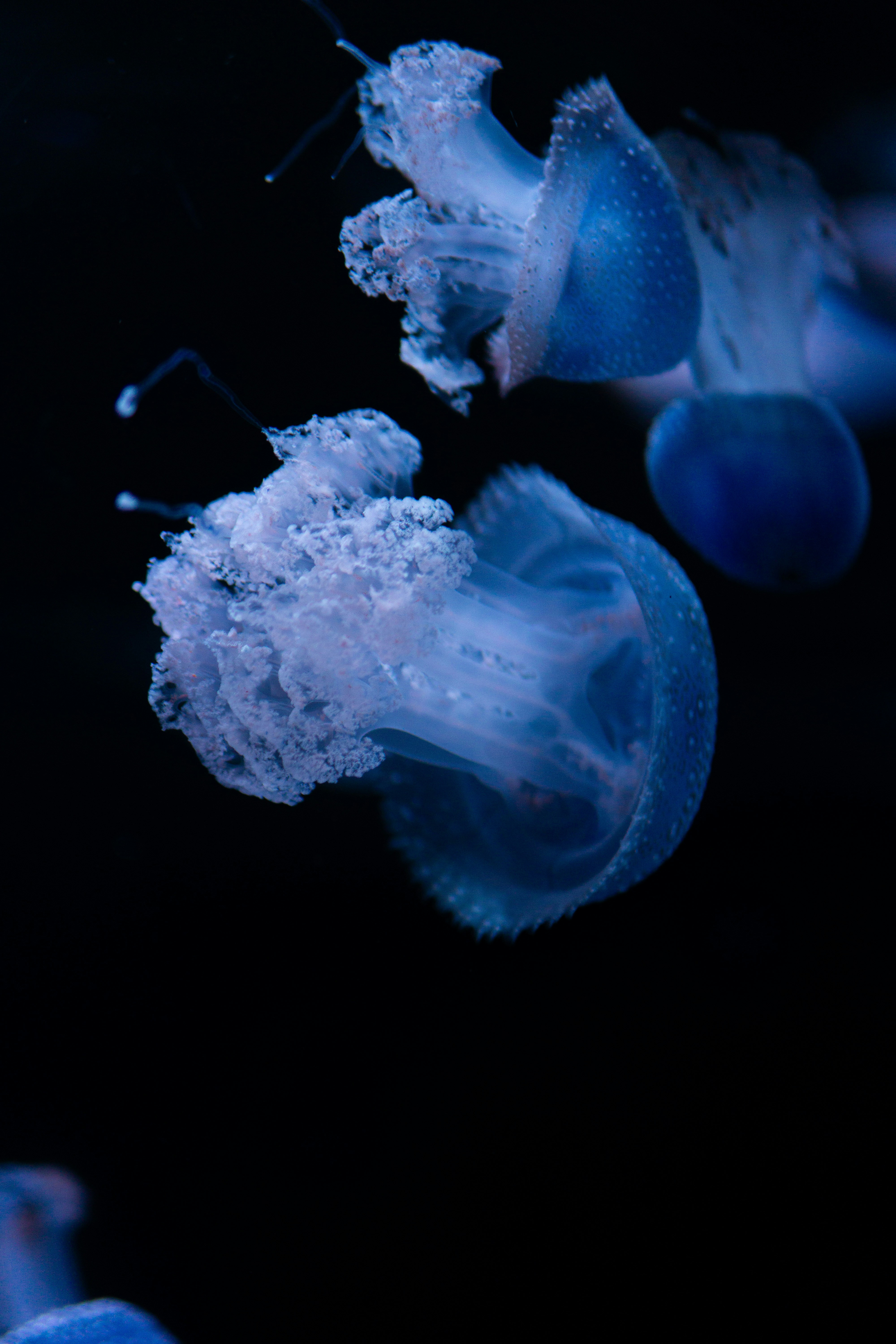Blue Velvet Drift: Jellyfish in a Night-Blue Ocean