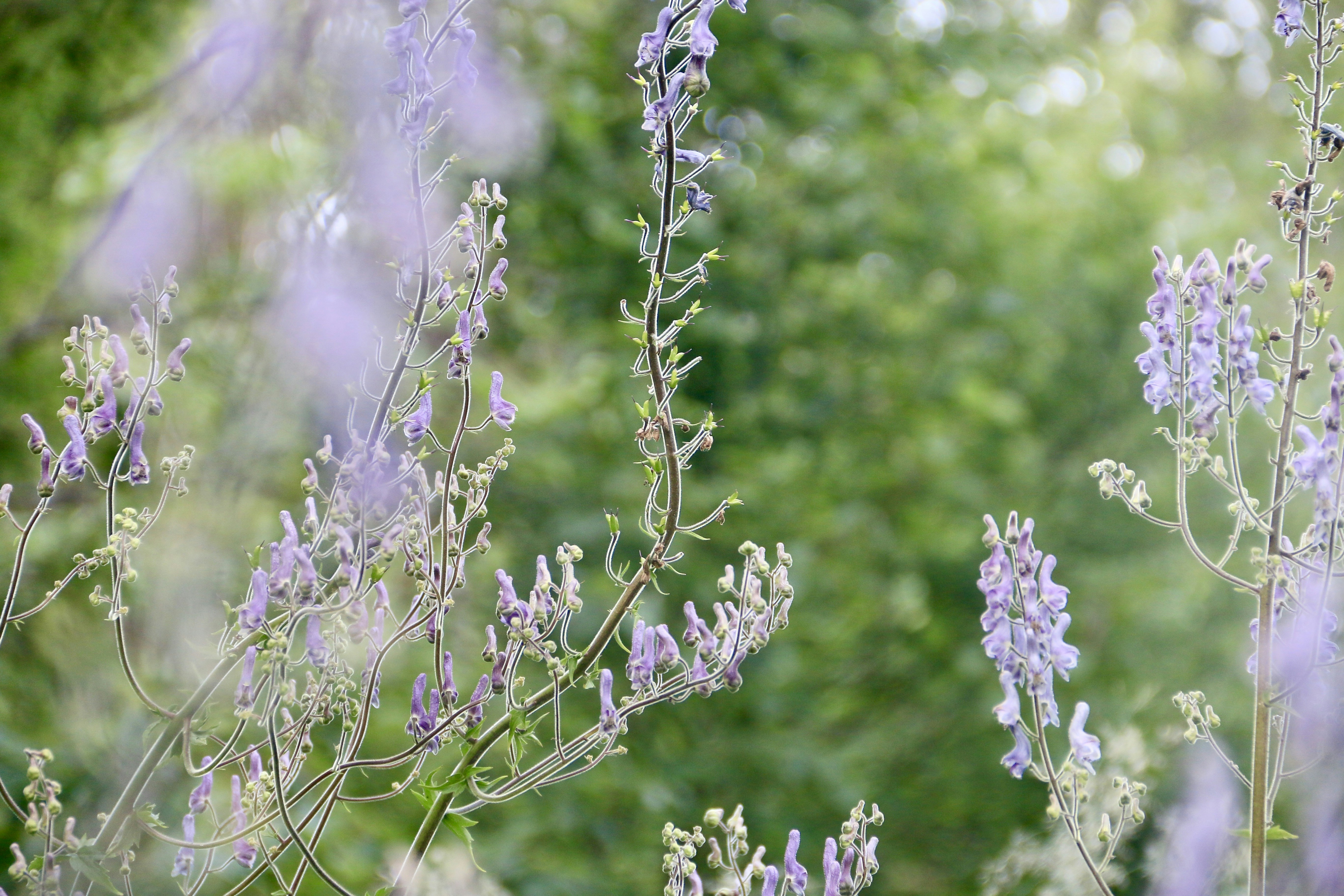 A bunch of purple flowers that are in the grass photo – Free Perm Image ...