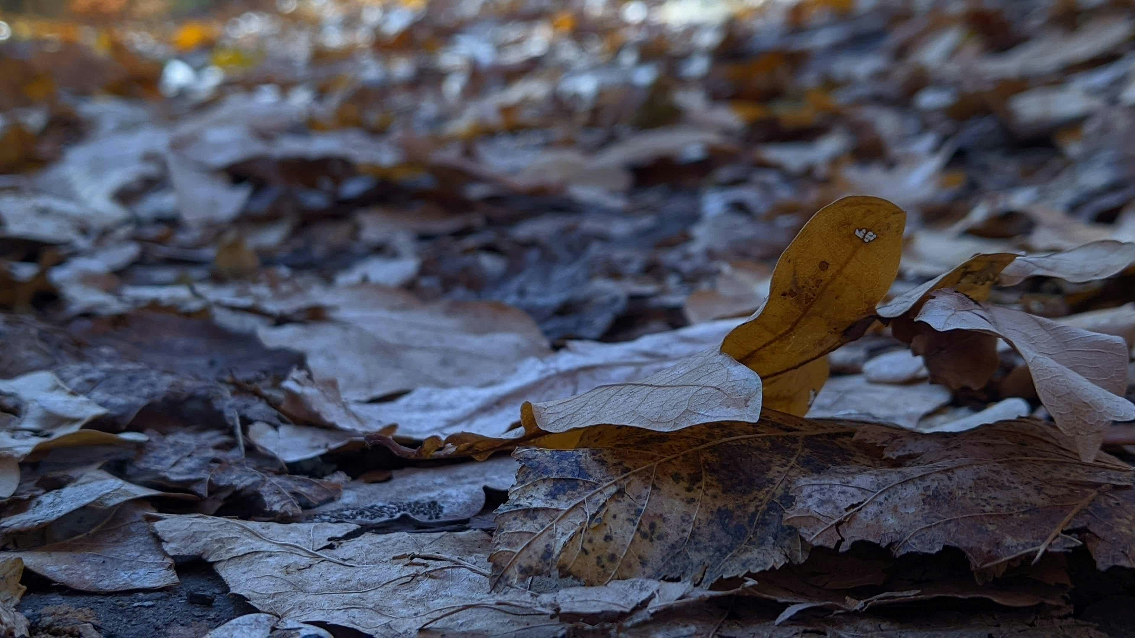 Autumn Ground Layer: Fallen Leaves in Quiet Dusk