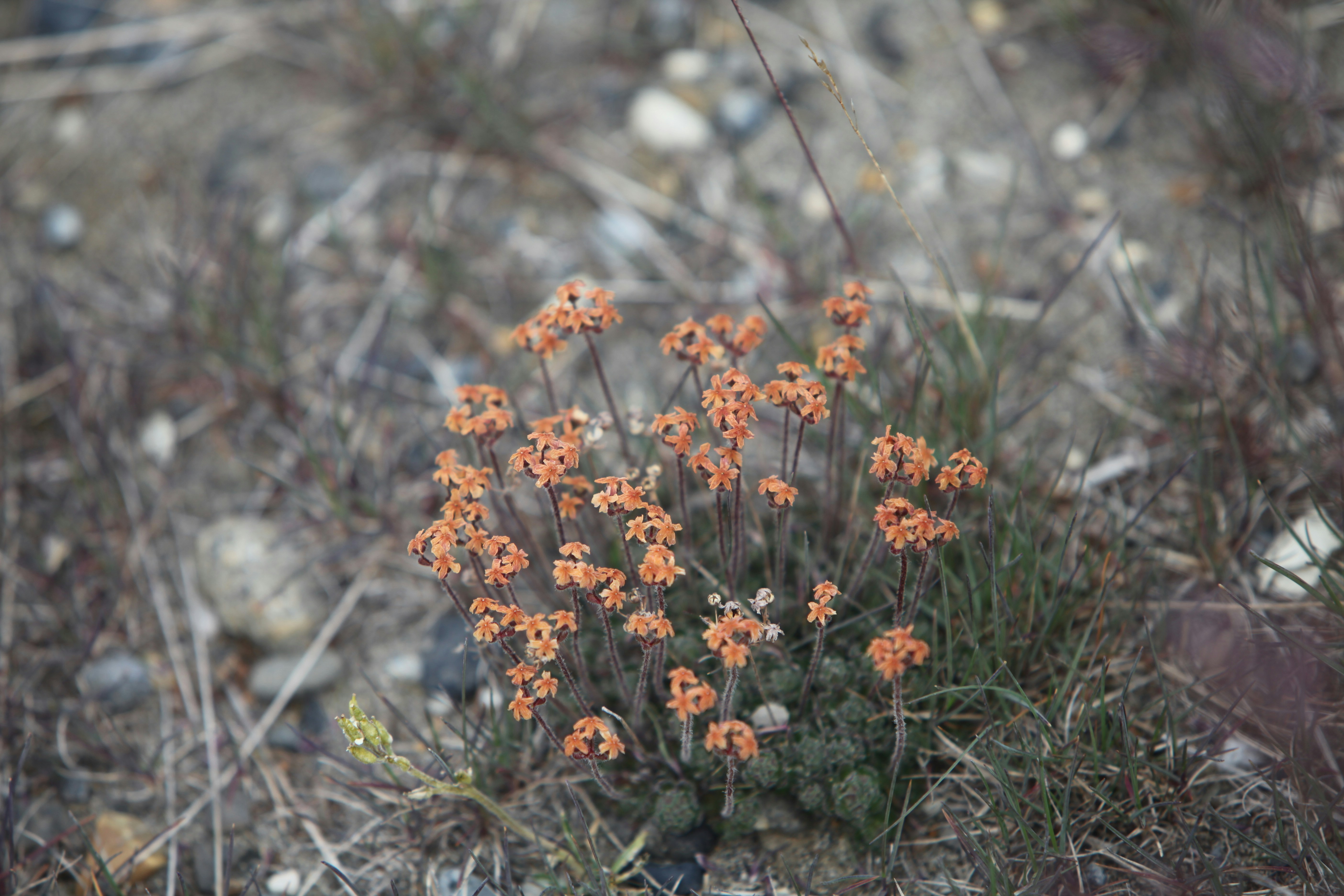 Cluster of small orange flowers emerging from rocky terrain.