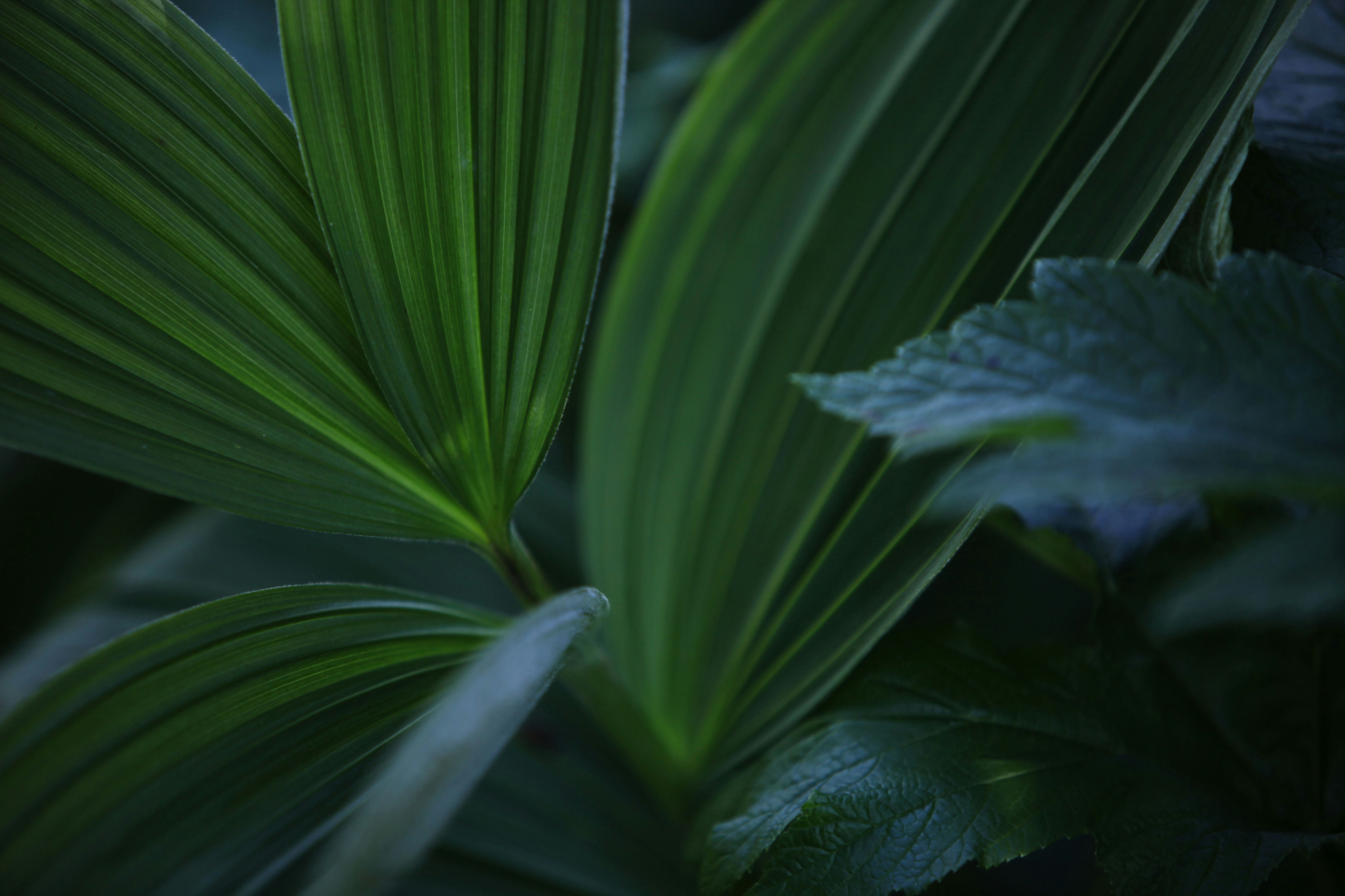 Vibrant green leaves intertwine, showcasing intricate textures and patterns in a lush environment.