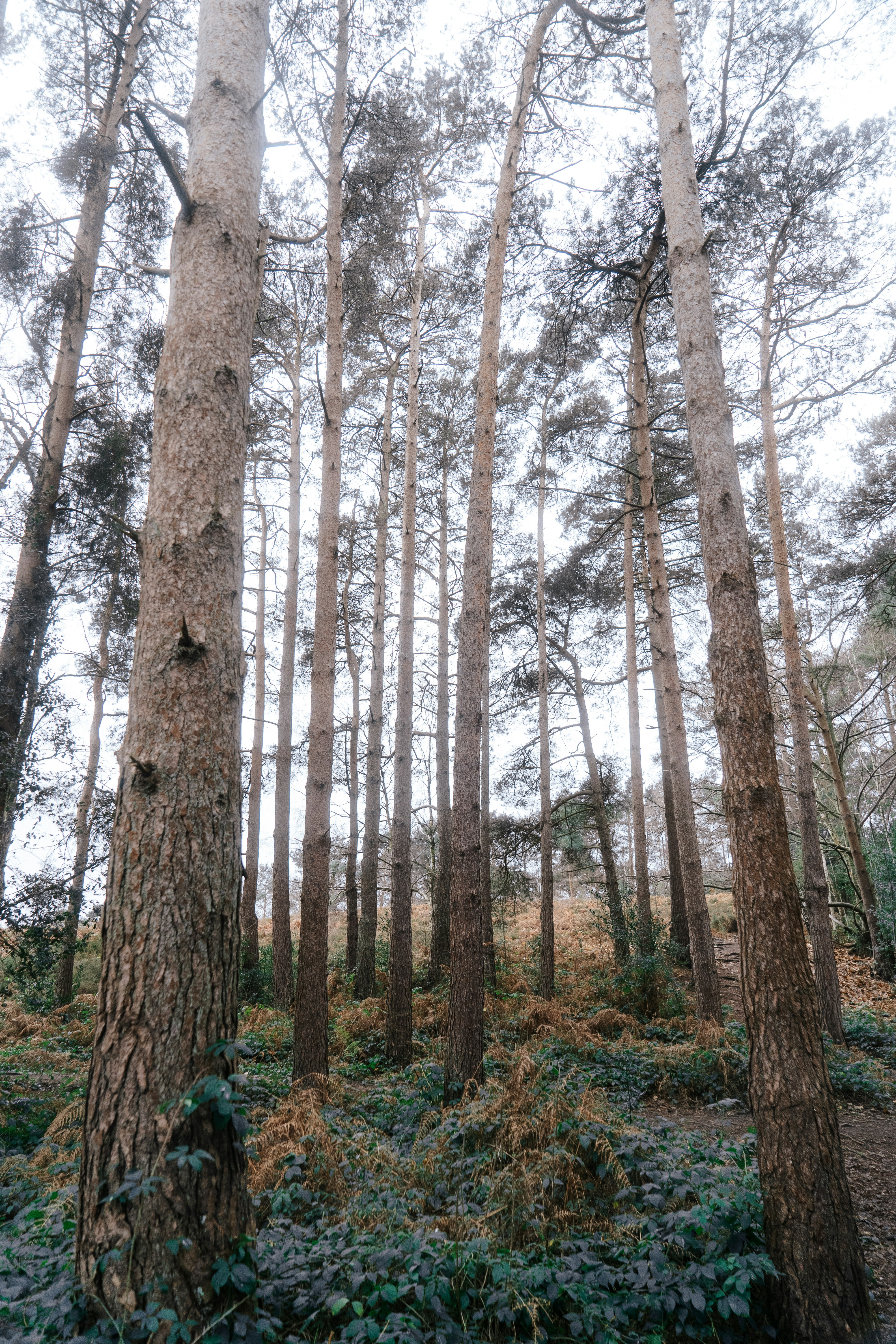 A group of tall trees in a forest photo – Free Tree Image on Unsplash