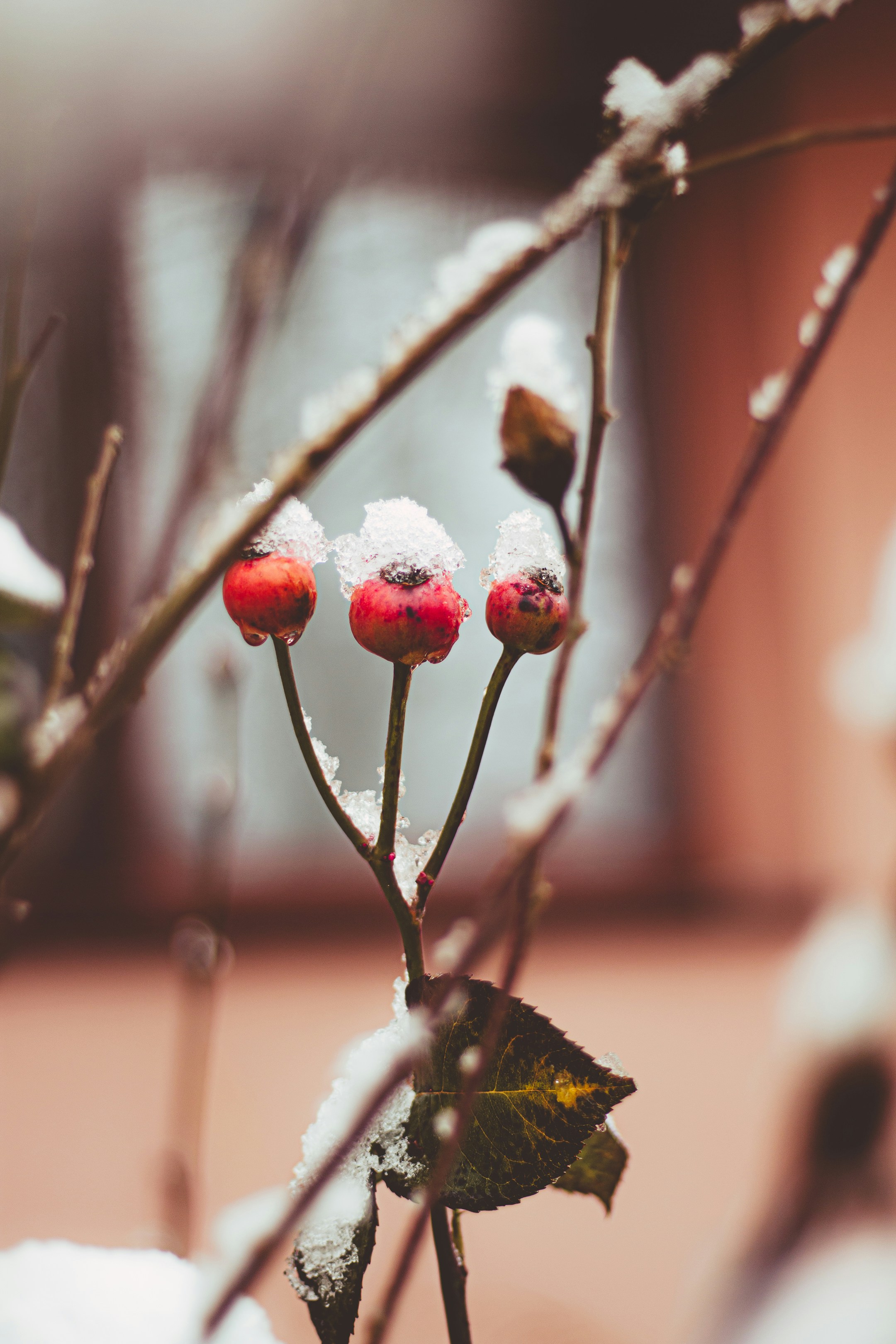 Crimson buds in frost: a delicate winter hush