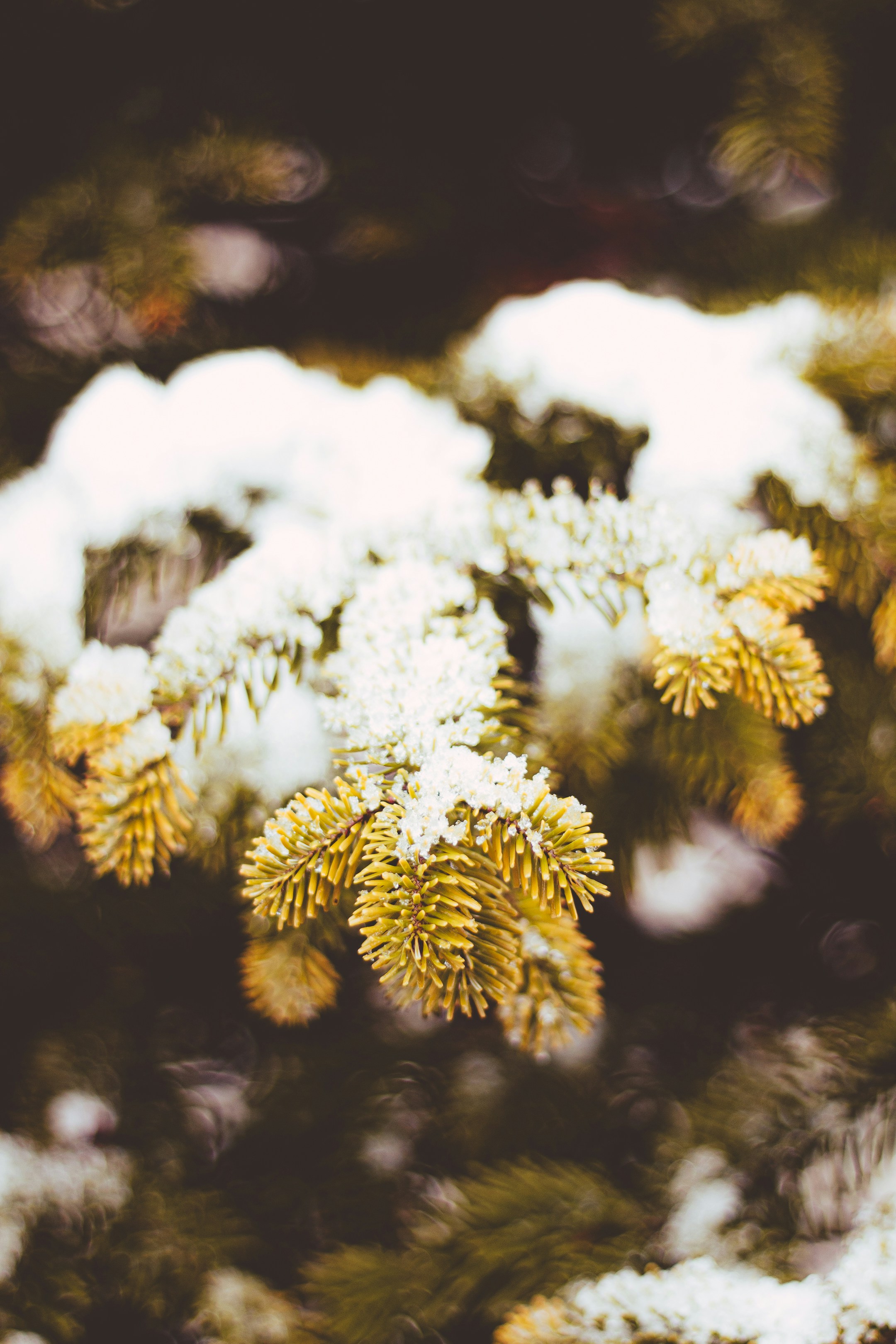 Snow-kissed Pine Needles in Golden Light: A Macro Moment