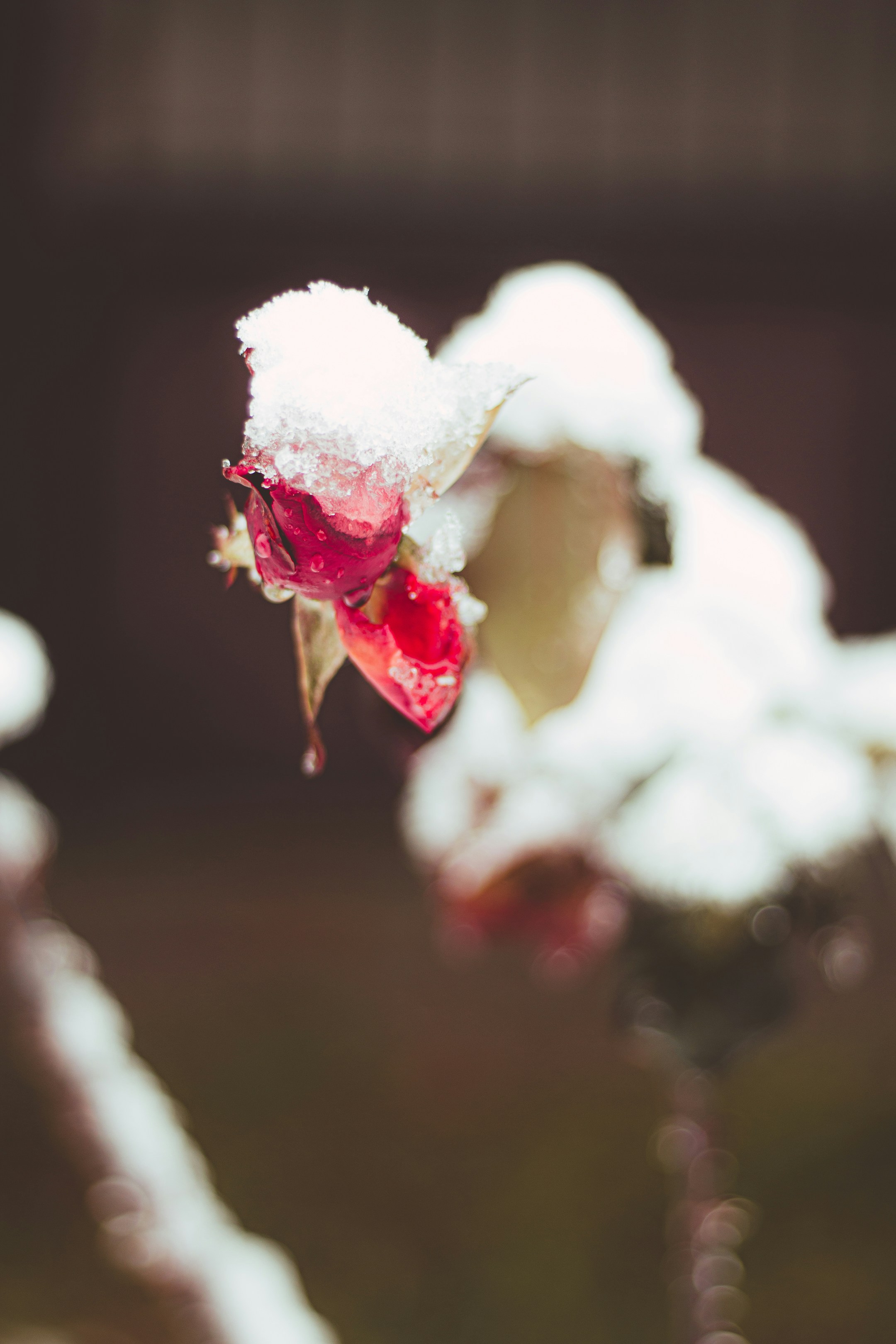 Snowlit Rosebud: Frost-kissed Petals in Soft Focus