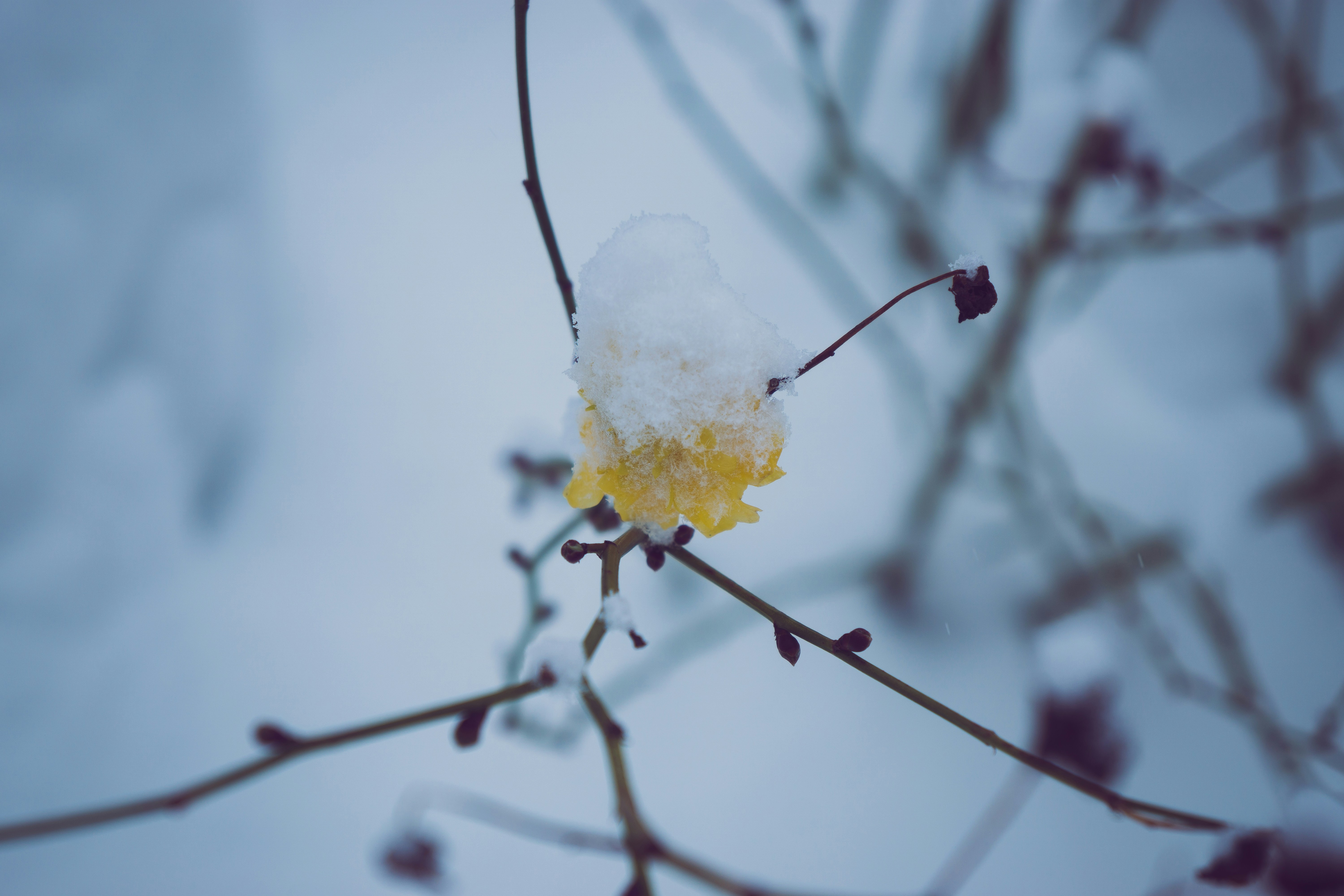 A solitary yellow flower adorned with snow, standing out against a tranquil winter backdrop. The delicate contrast highlights nature's endurance.