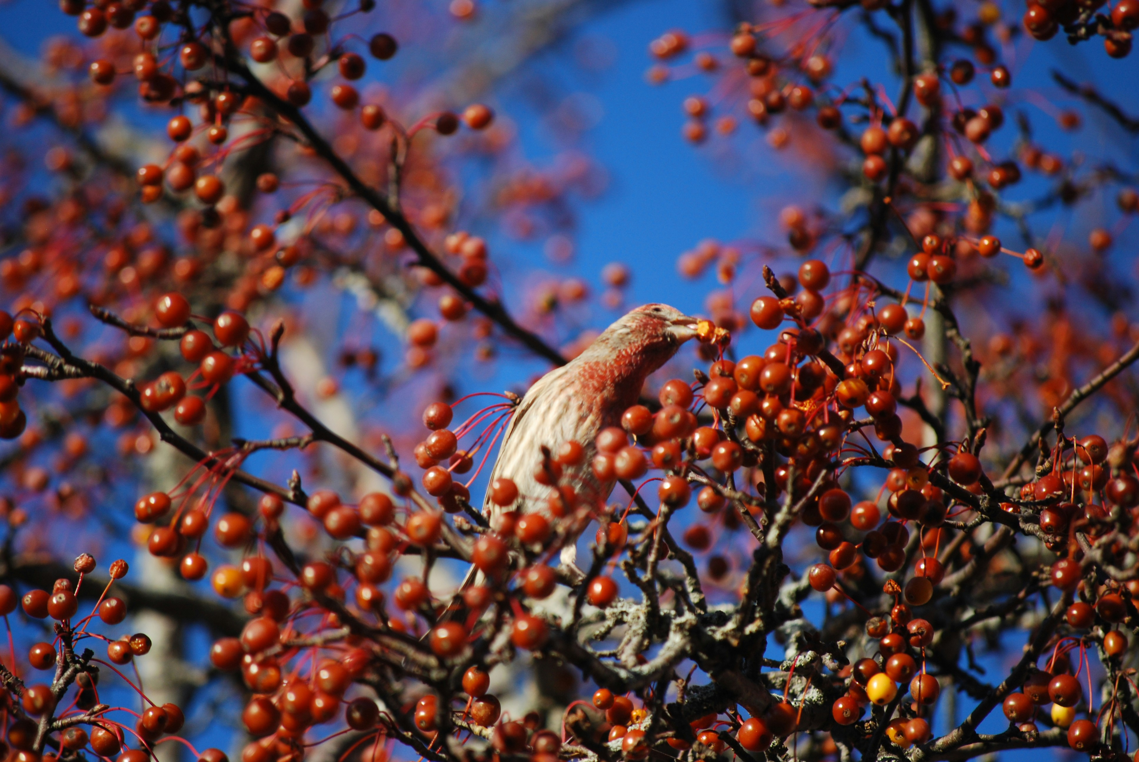 Red Songbird Male House Finch Eats Berries in Winter Tree