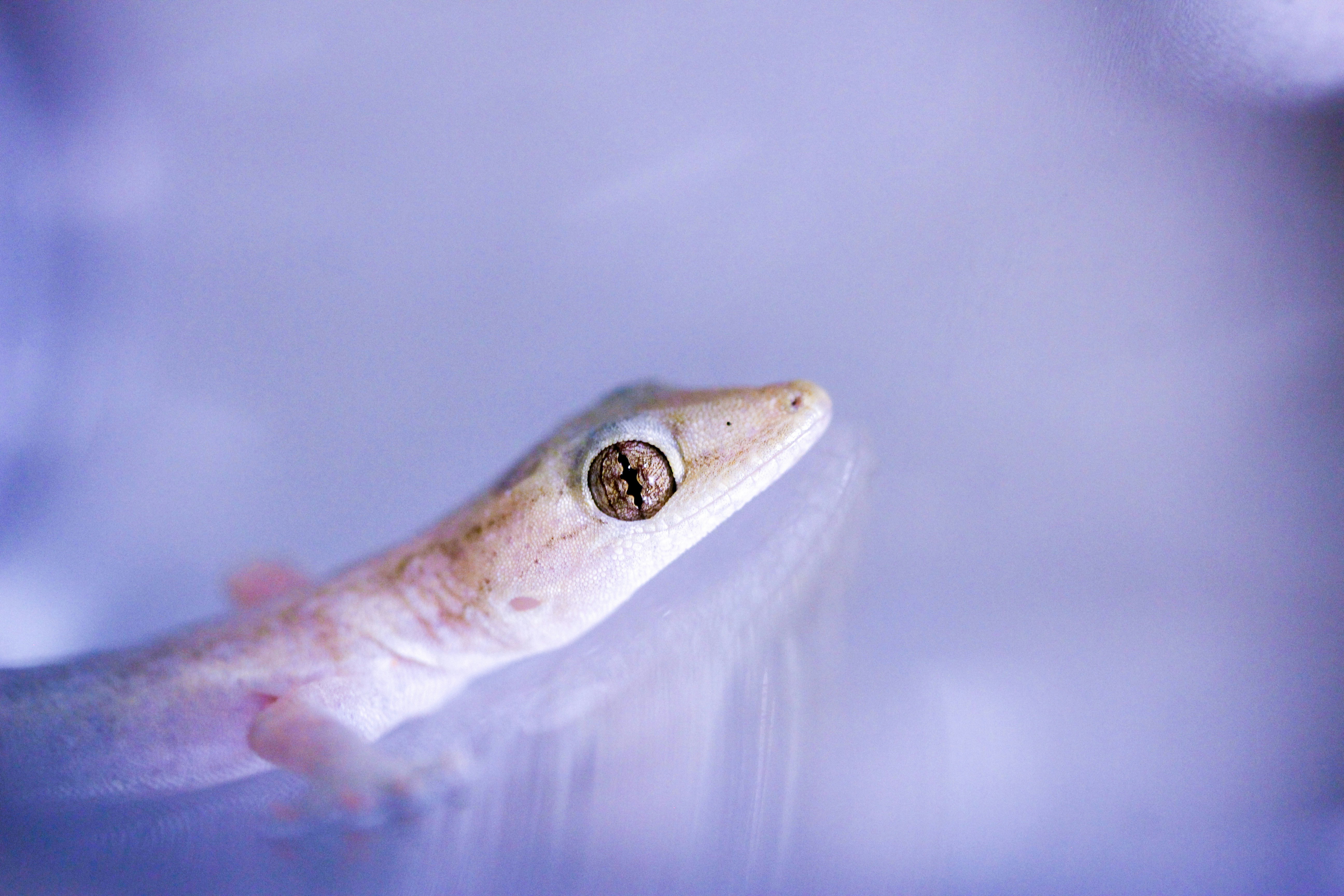 Pale-Eyed Gaze in a Blue-Tinted Waterscape