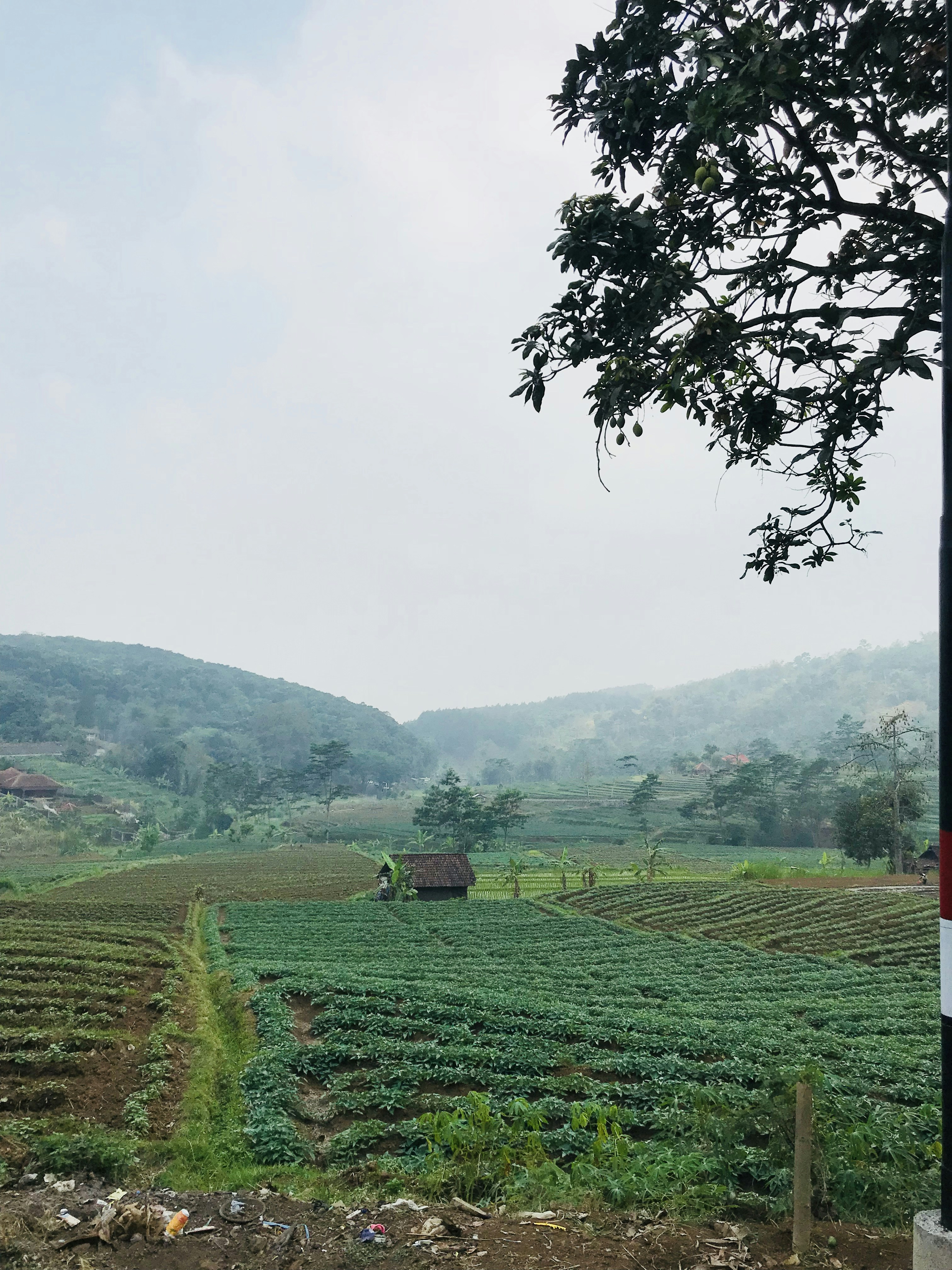 A field of crops with a house in the distance photo – Free Grey Image ...