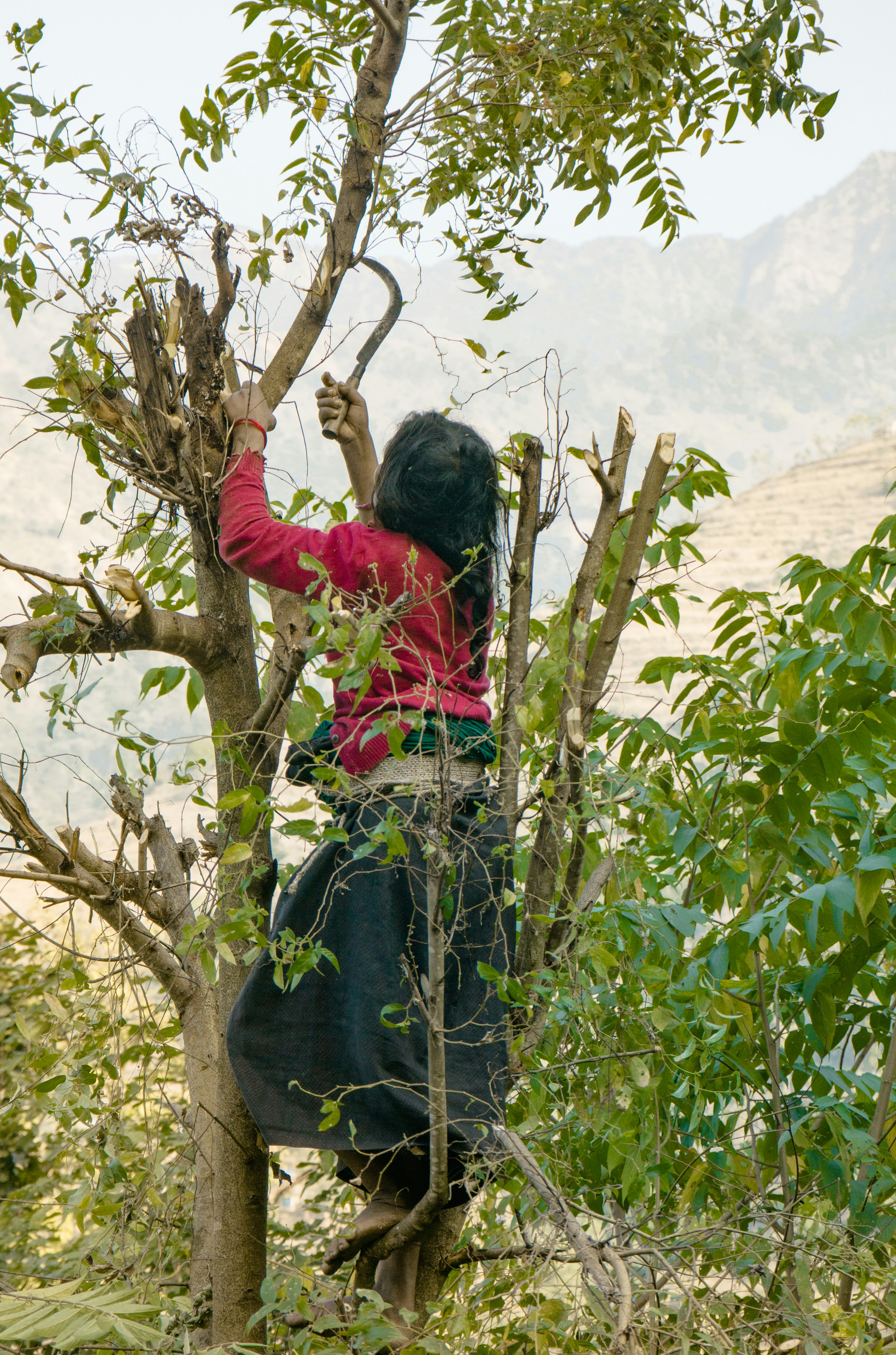 Red-clad climber among sunlit branches with a distant mountainscape