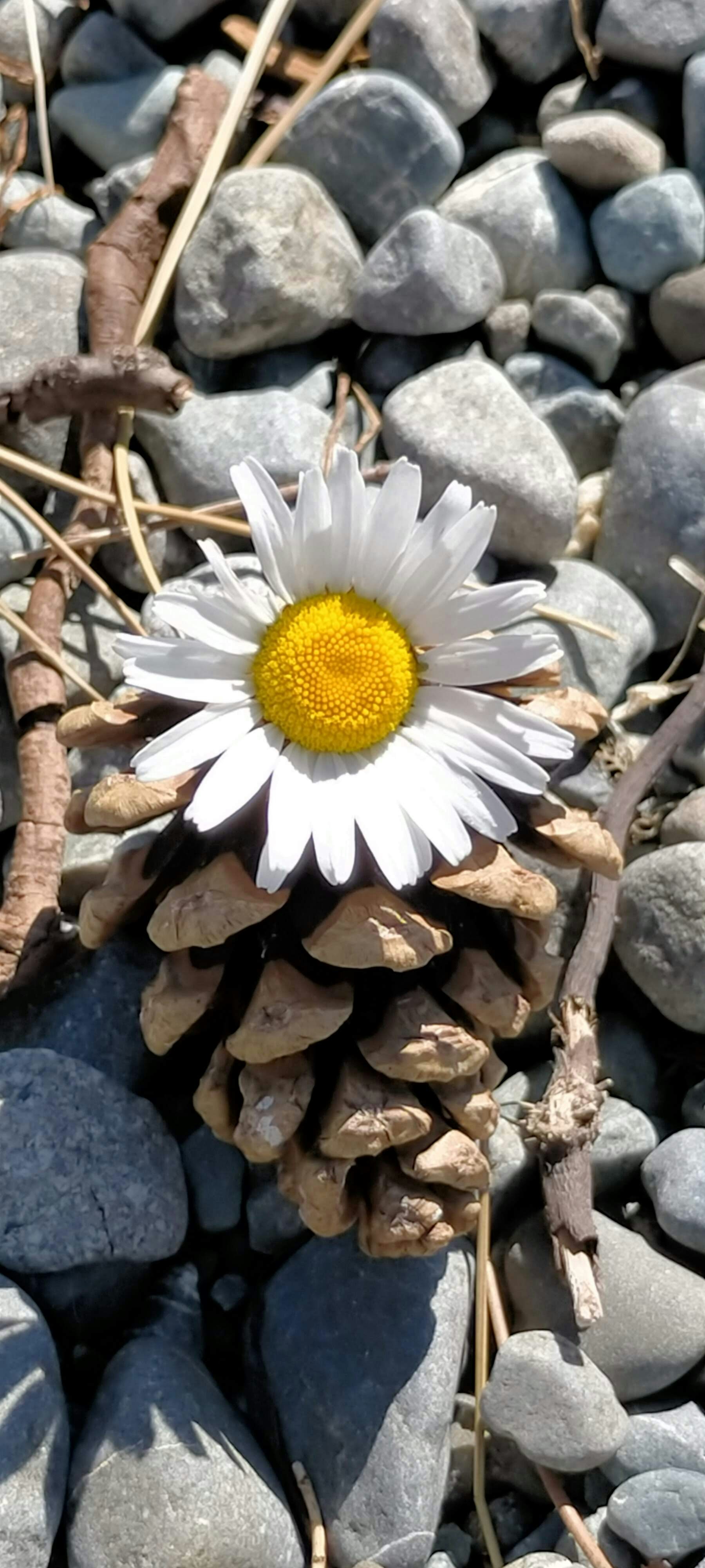 A white daisy blooms atop a pine cone, surrounded by smooth pebbles and twigs. The scene captures the beauty of nature's contrasts.
