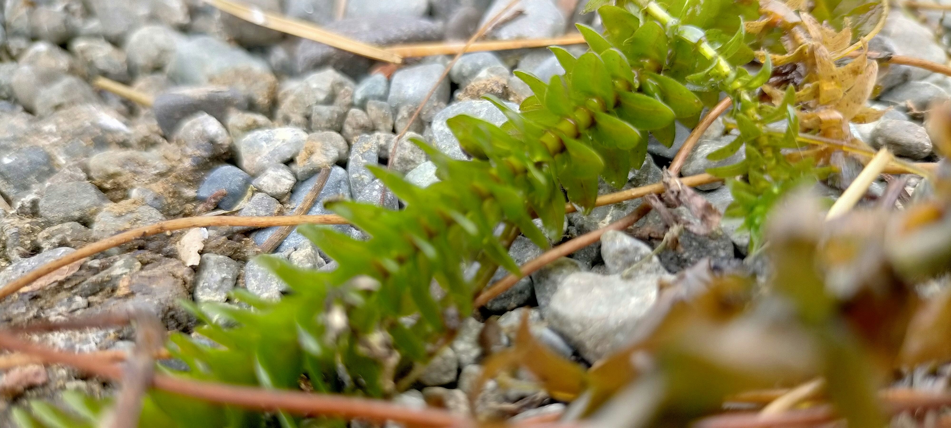 Vibrant green fern unfurling amidst a bed of smooth pebbles and scattered twigs.