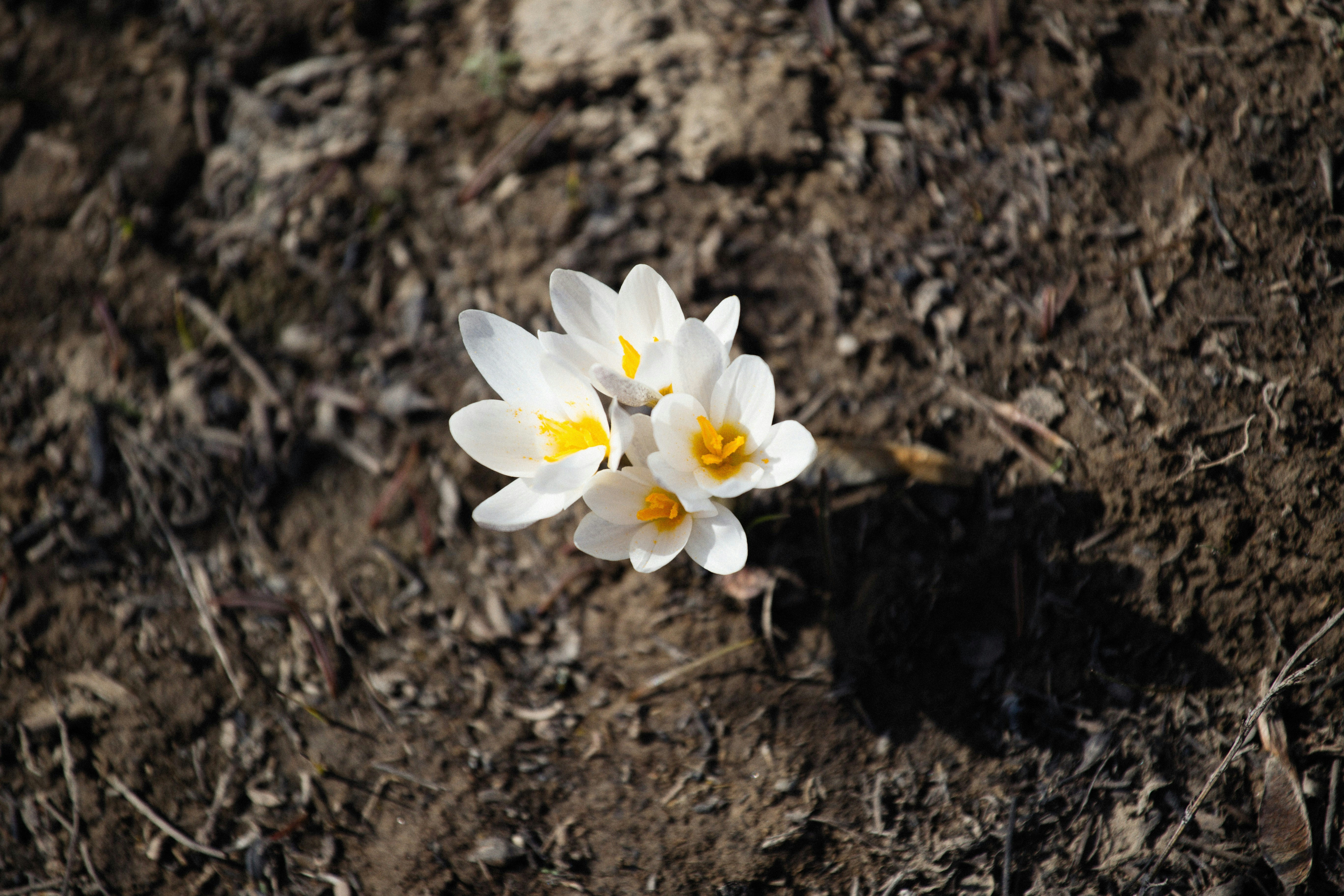 Sunlit White Crocuses Emerging from Bare Earth