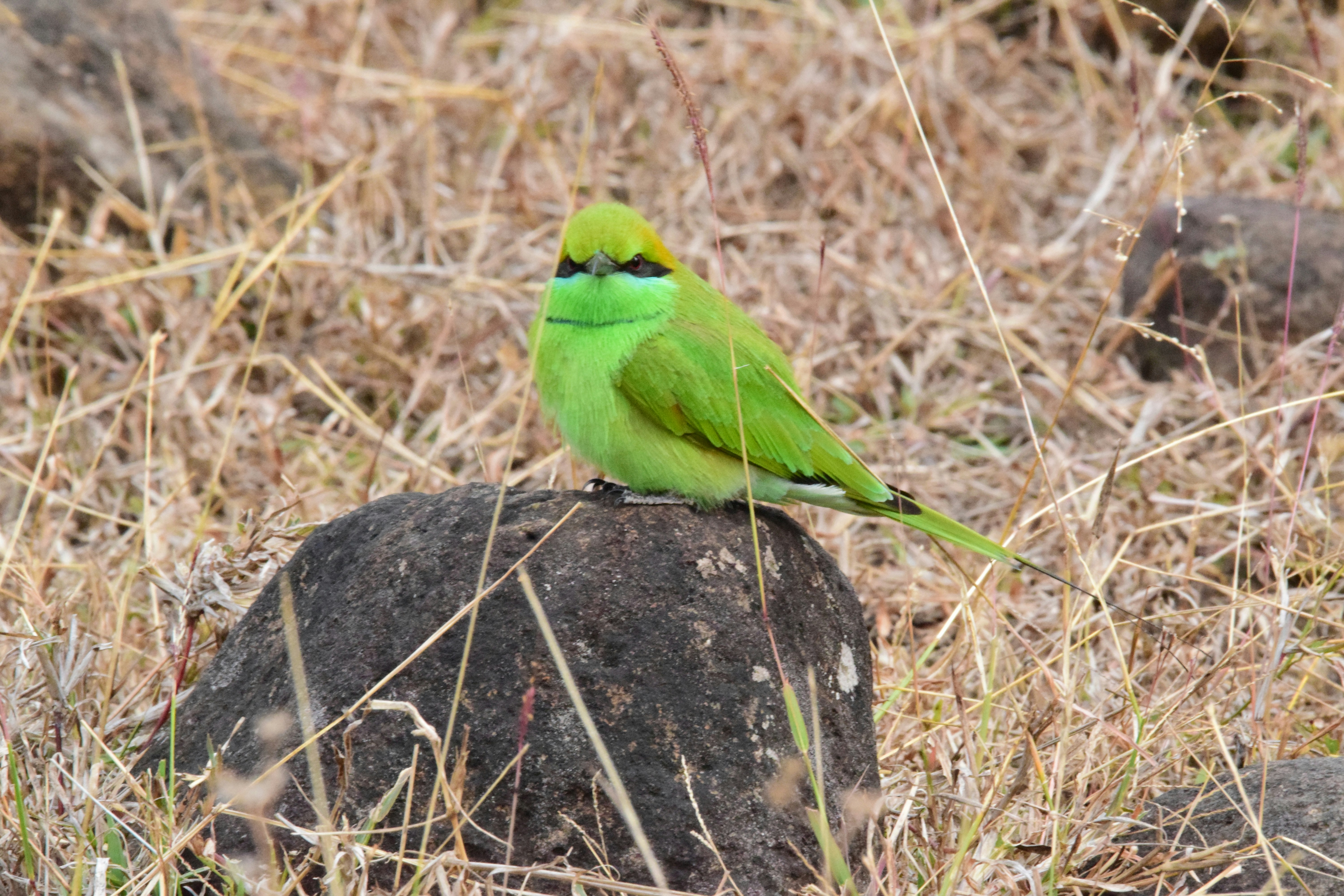 Vibrant green bird perched on a rock amidst dry grass, showcasing its colorful plumage and alert posture.