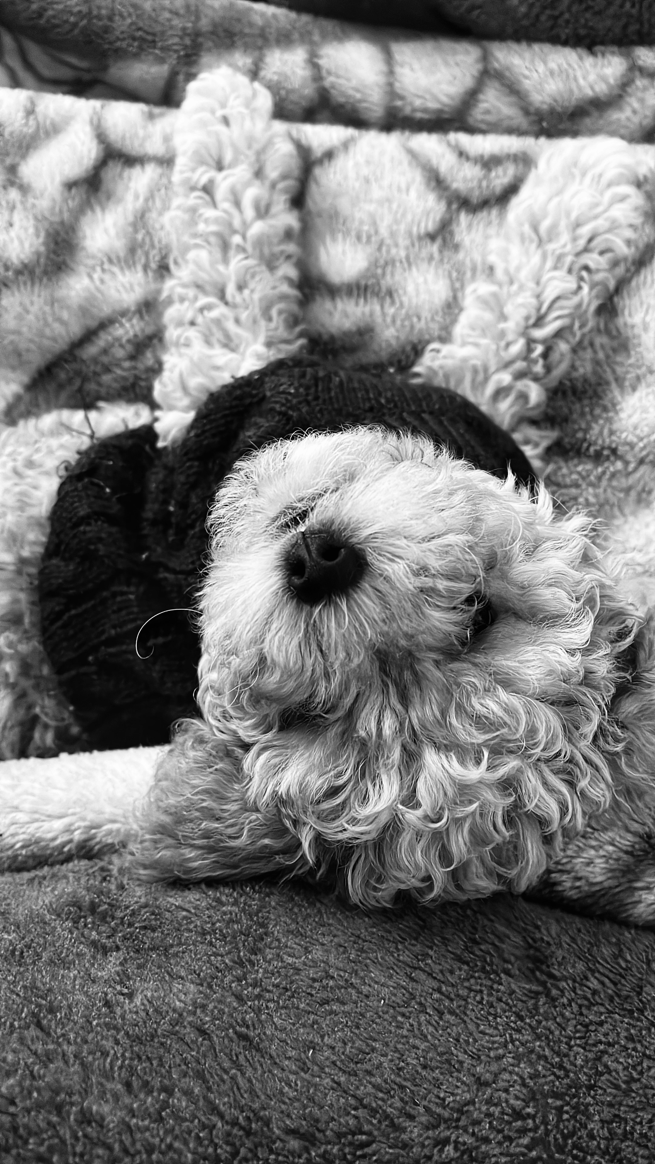 A fluffy dog, relaxed and upside down, with its curly fur contrasting against a soft blanket. The monochrome tones enhance its playful demeanor.