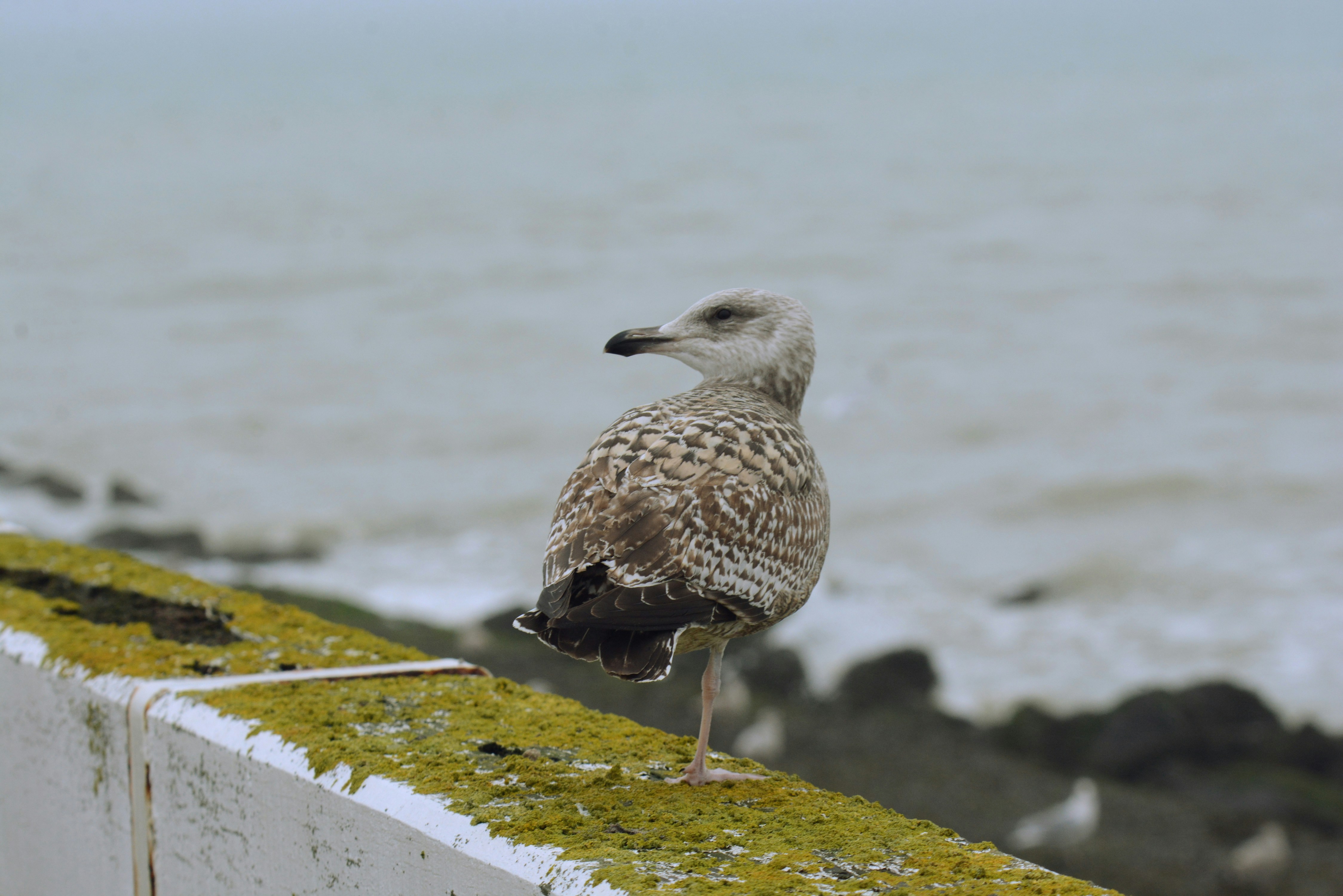 A seagull sitting on a ledge near the ocean photo – Free Ijzermonding ...