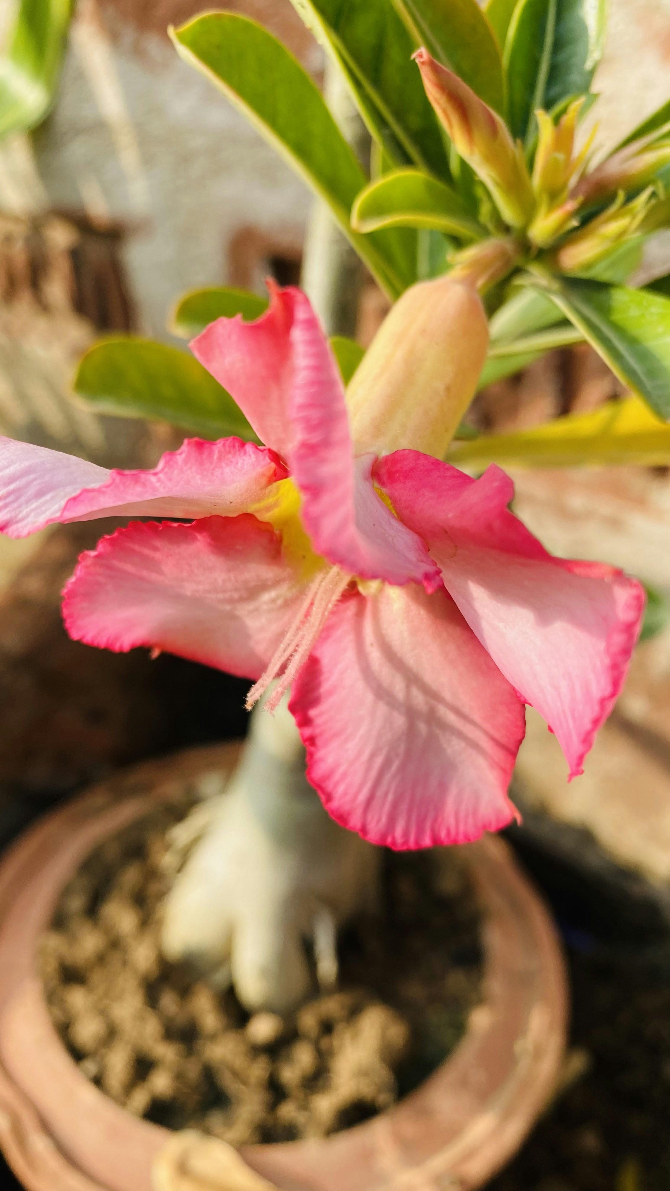 Vibrant pink and white petals of a desert rose bloom against a backdrop of green leaves, showcasing its delicate beauty.