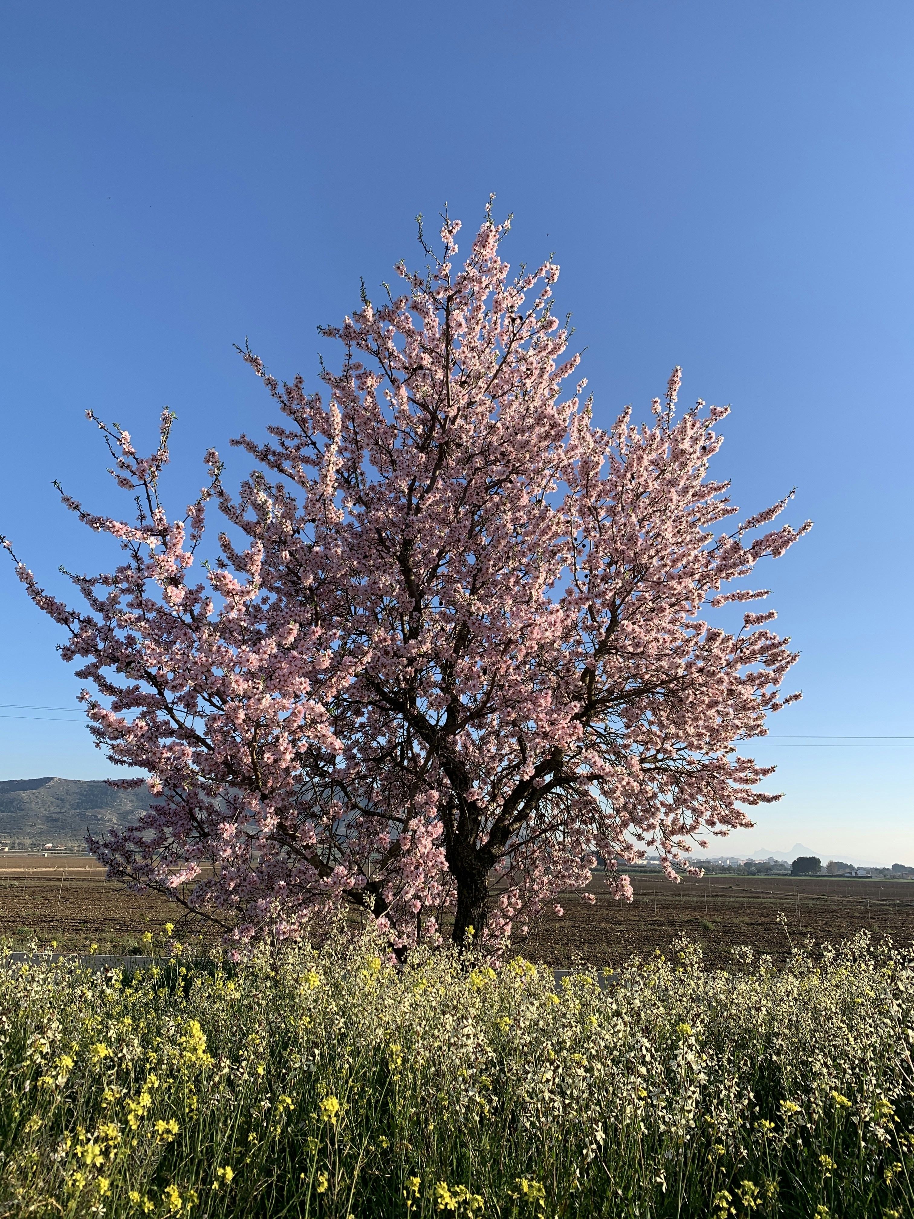 Blossom Sentinel: A Cherry Tree Reaching for a Clear Blue Sky