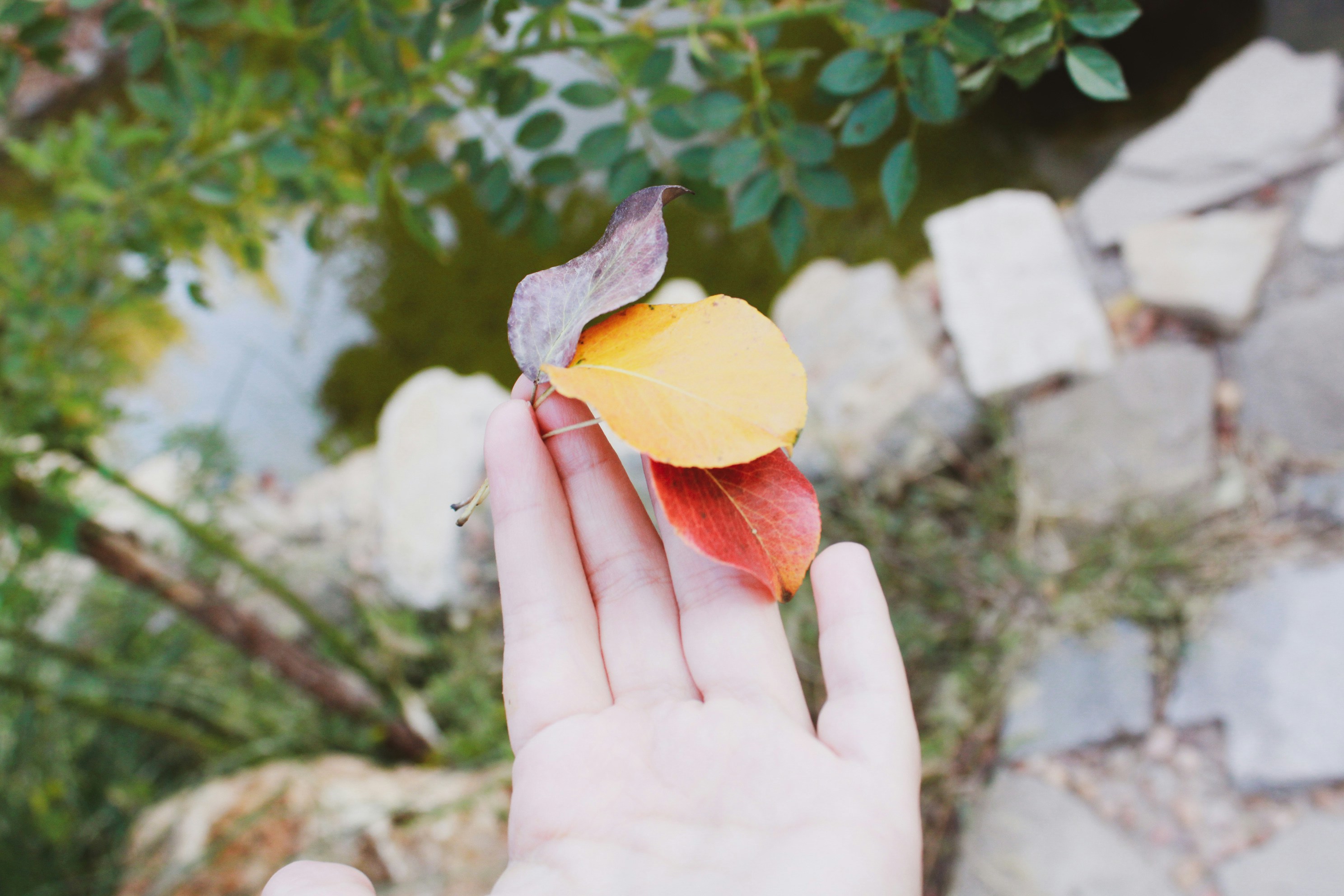 Autumn Petals Balancing on an Open Palm