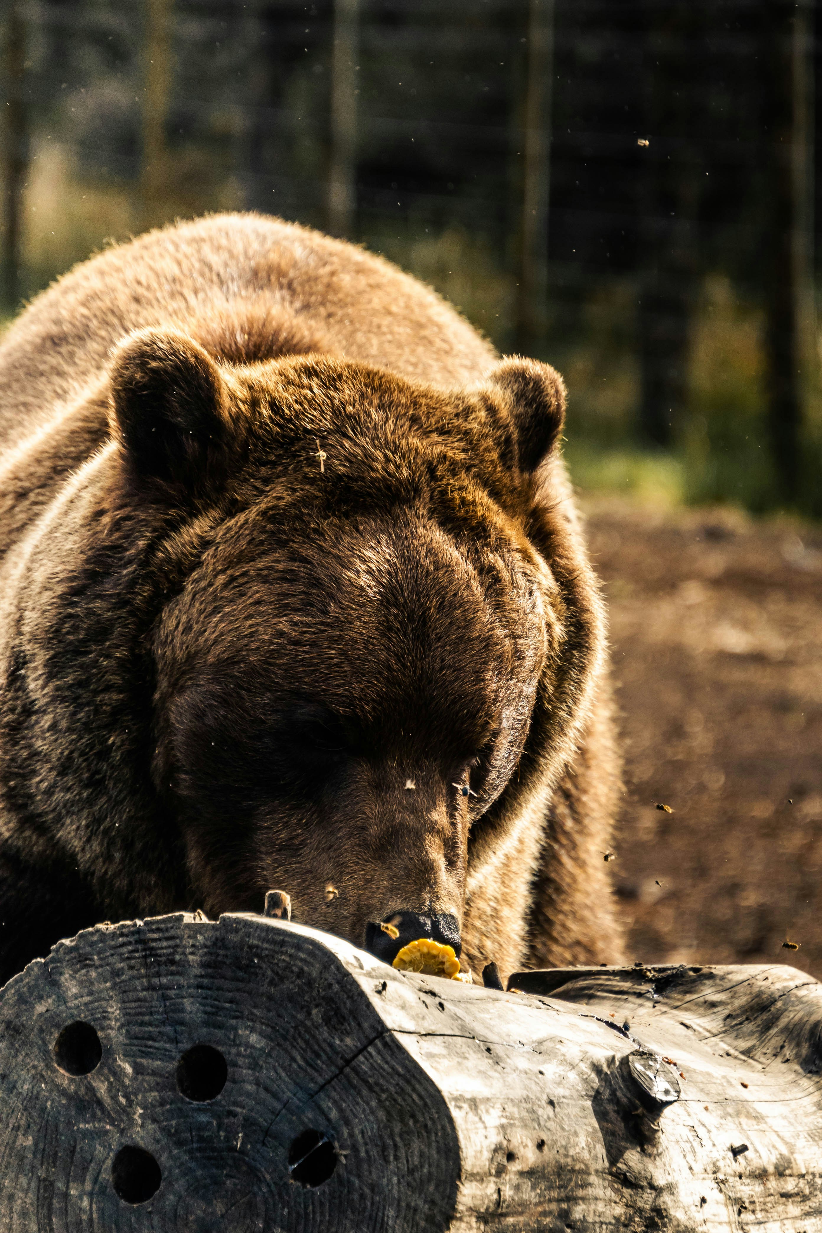 Bear at the Log: Close-Range Moment with Rustic Texture