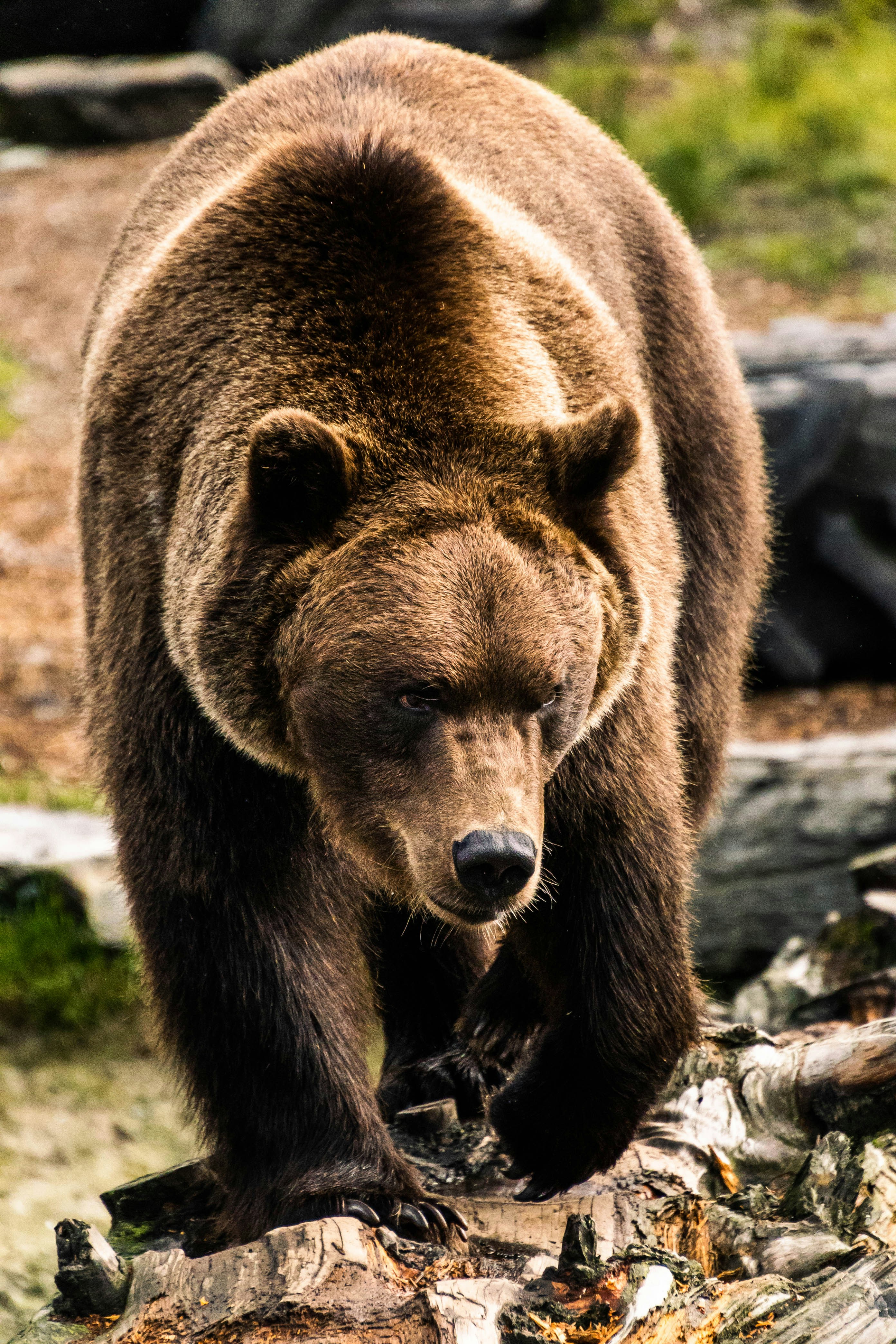 Un gros ours brun marchant dans une forêt photo – Photo Irlande sauvage ...