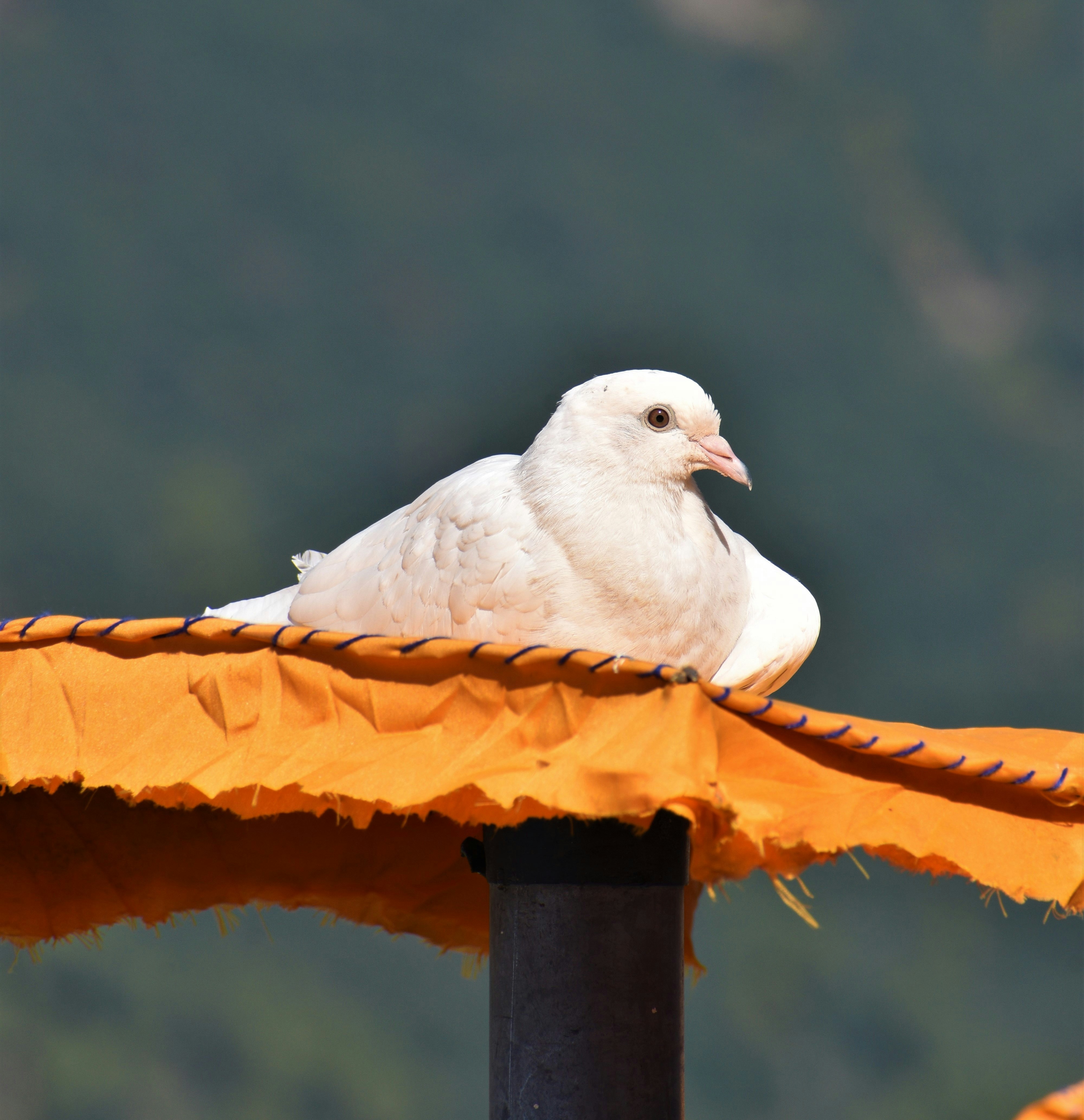 Snow-White Dove Perched on a Tangerine Canopy Against a Mountain Veil