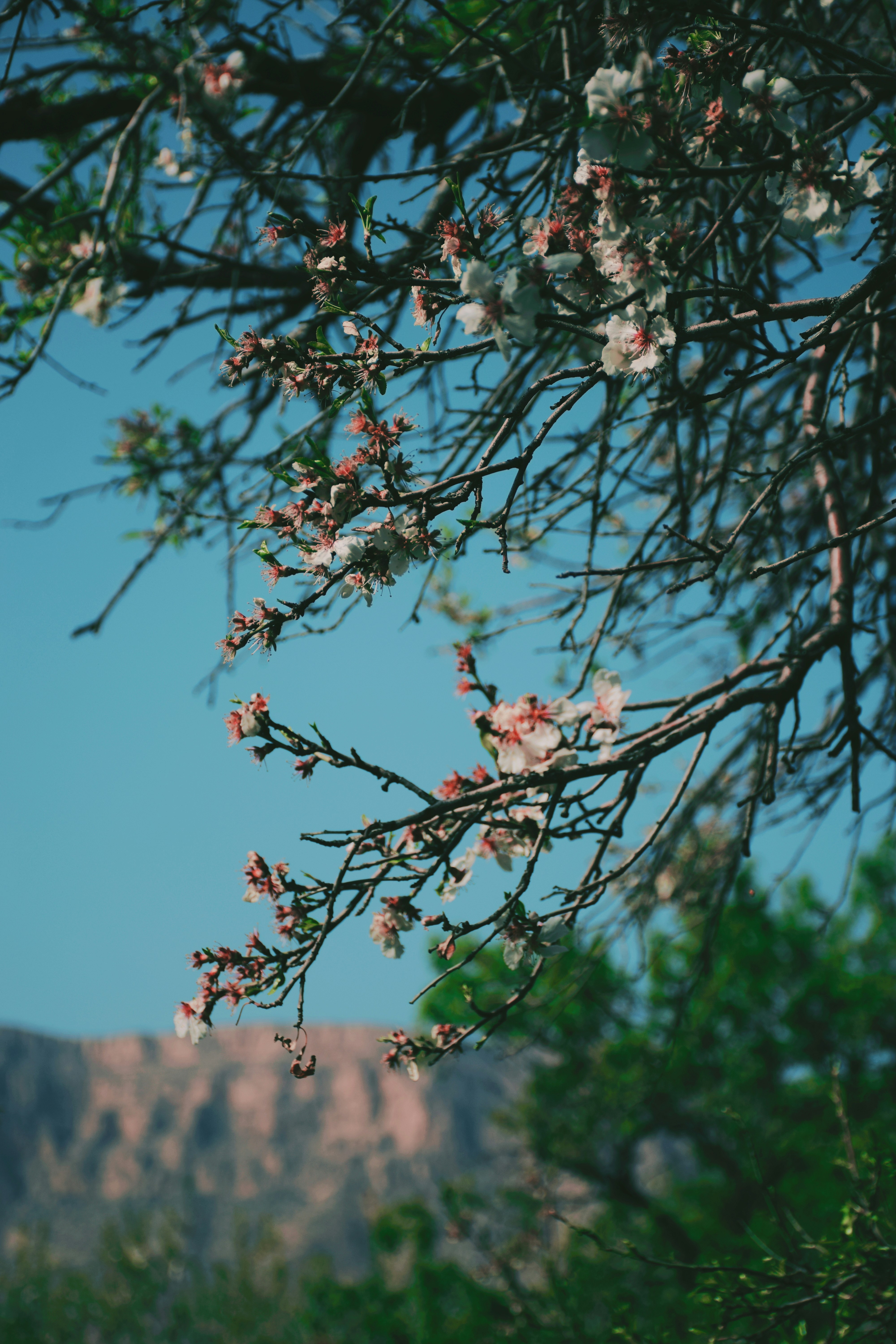 a tree with pink flowers in front of a mountain