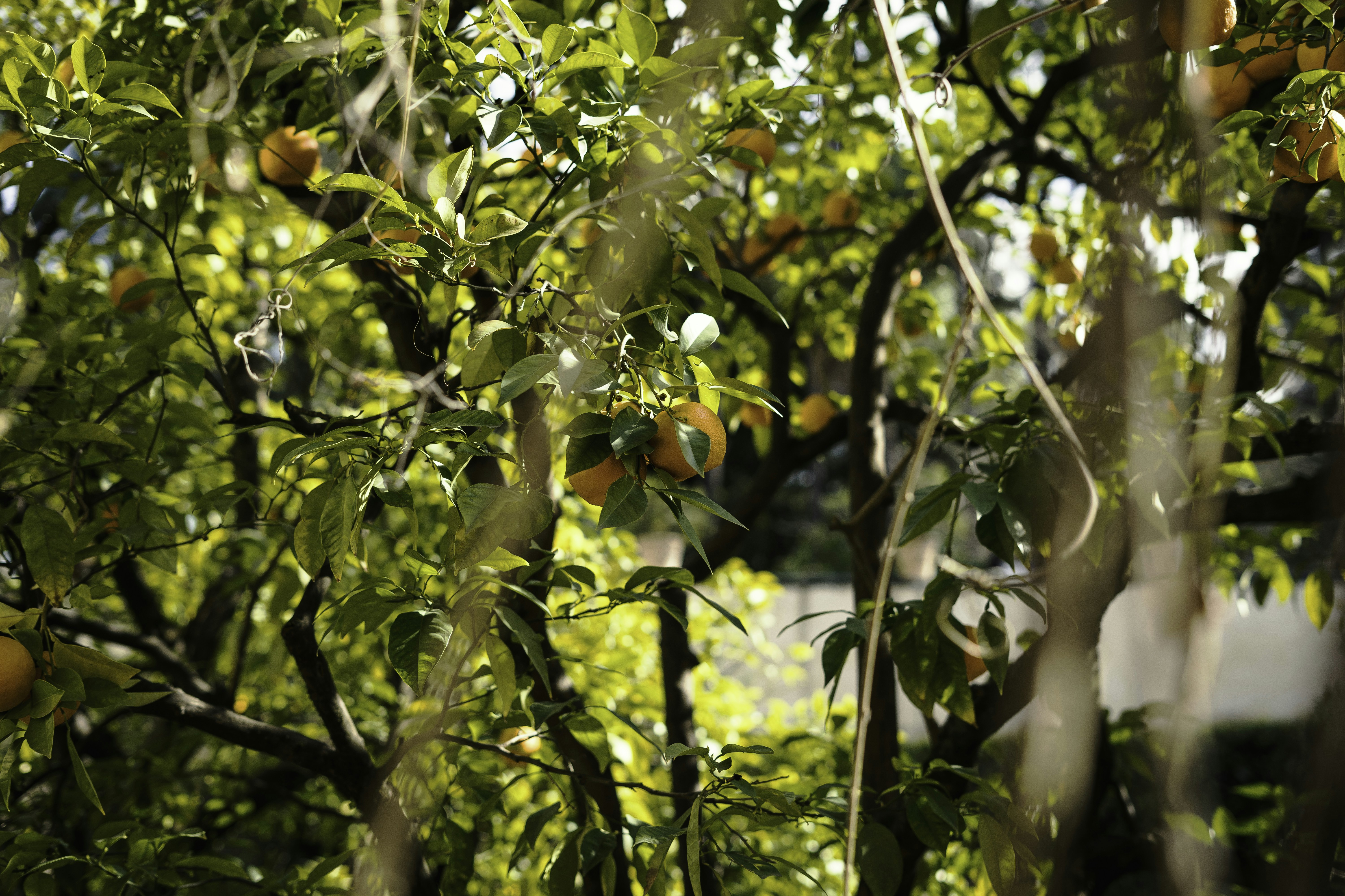 Sunlit citrus fruits peek through dense green foliage in a softly blurred garden scene.