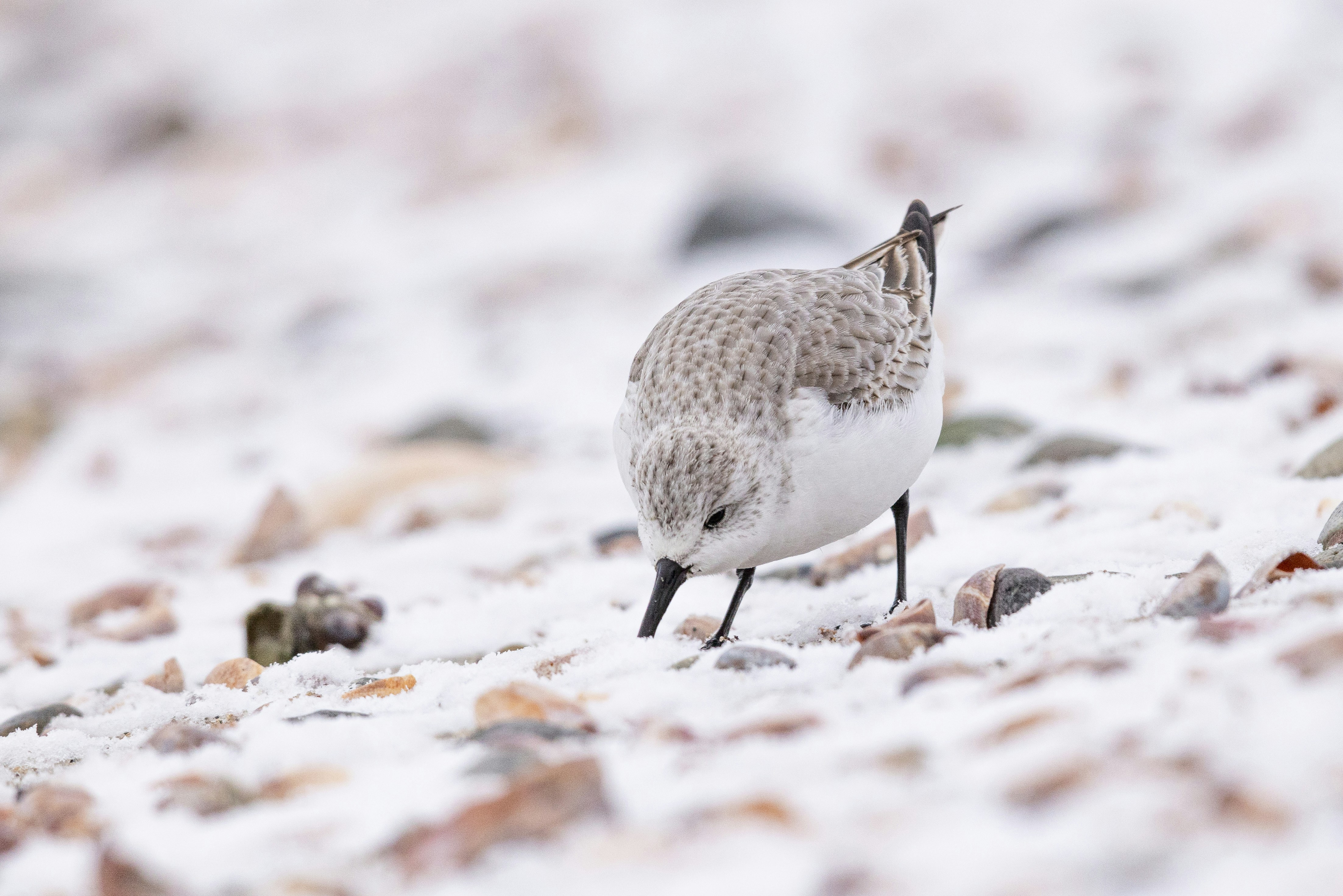 Winter Forager: Sanderling Among Shells on a Snow-Dusted Shore