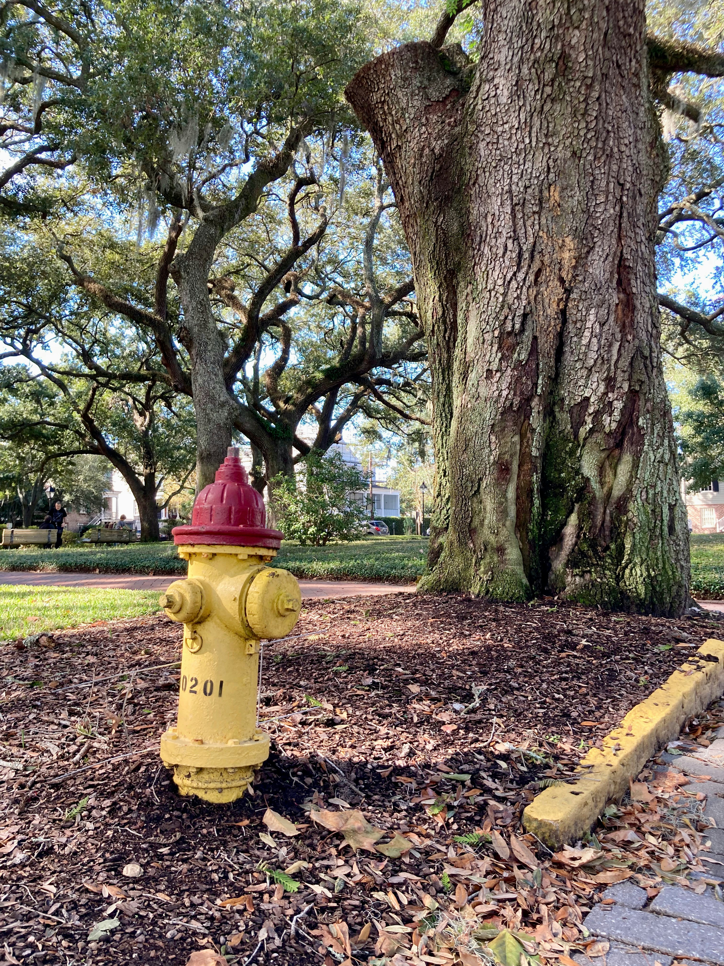 A yellow and red fire hydrant sitting next to a tree photo – Free ...