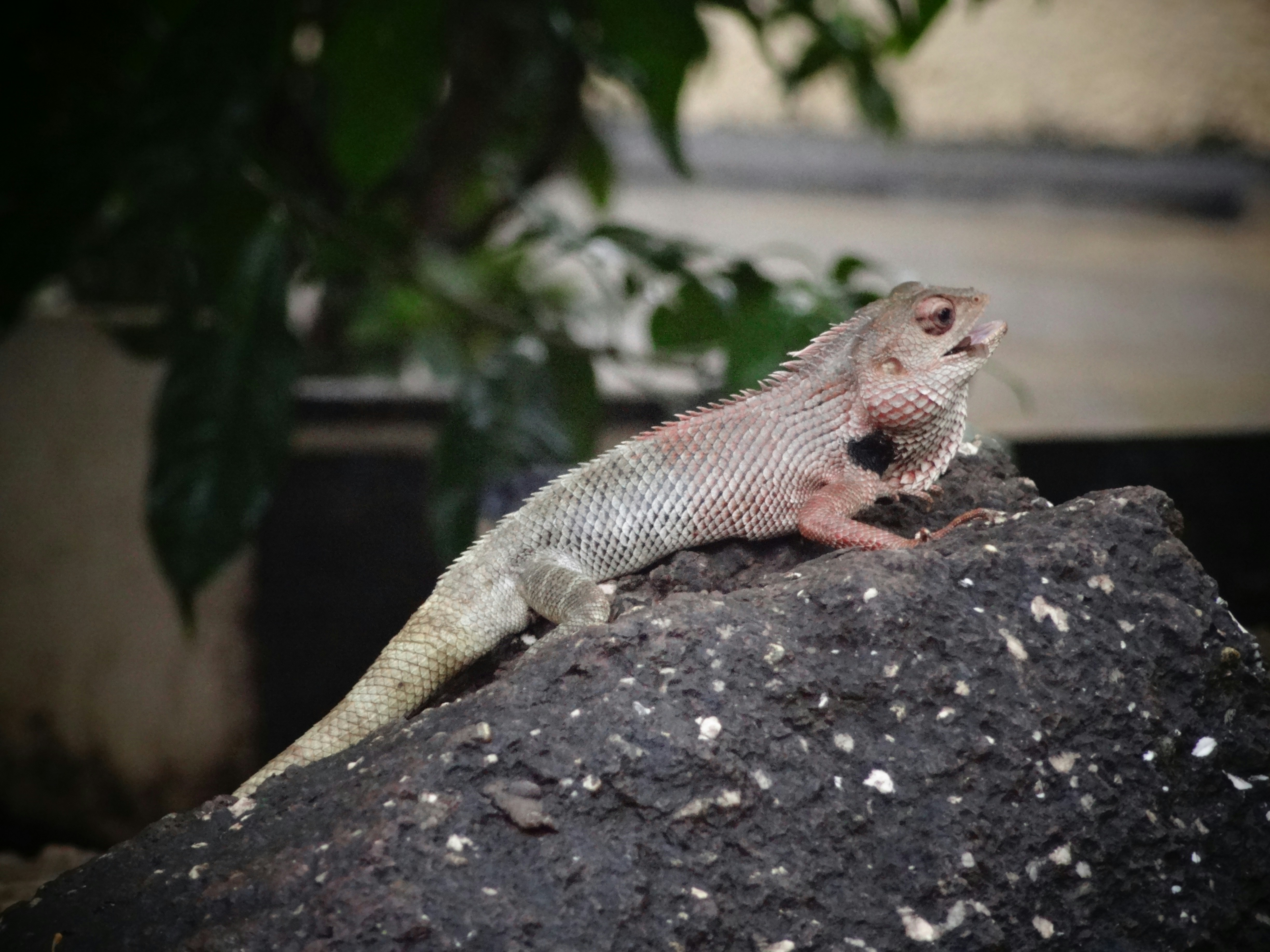 A lizard perched on a rocky surface, blending into its natural surroundings while surveying its environment.