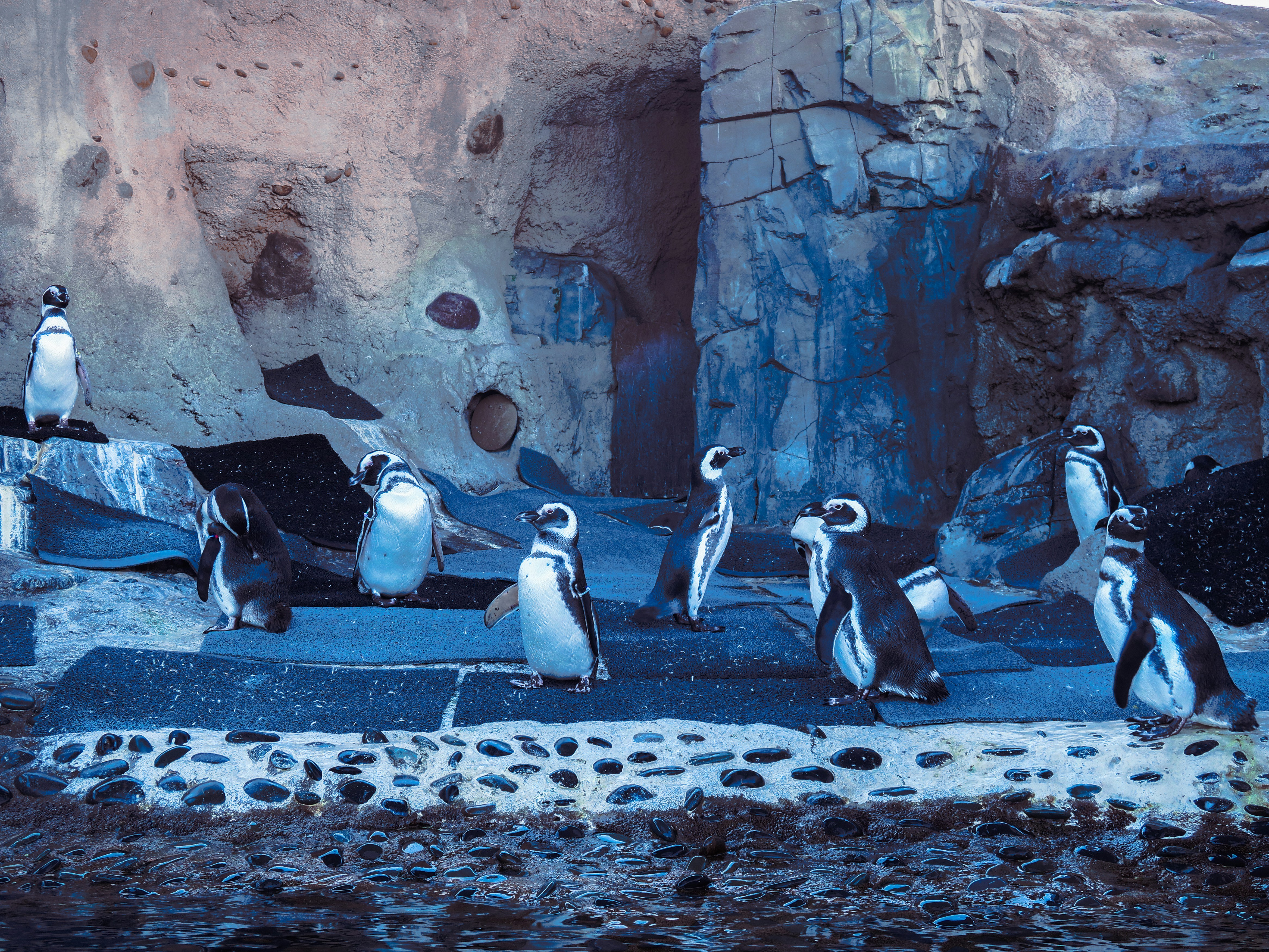 a group of penguins sitting on top of a blue mat