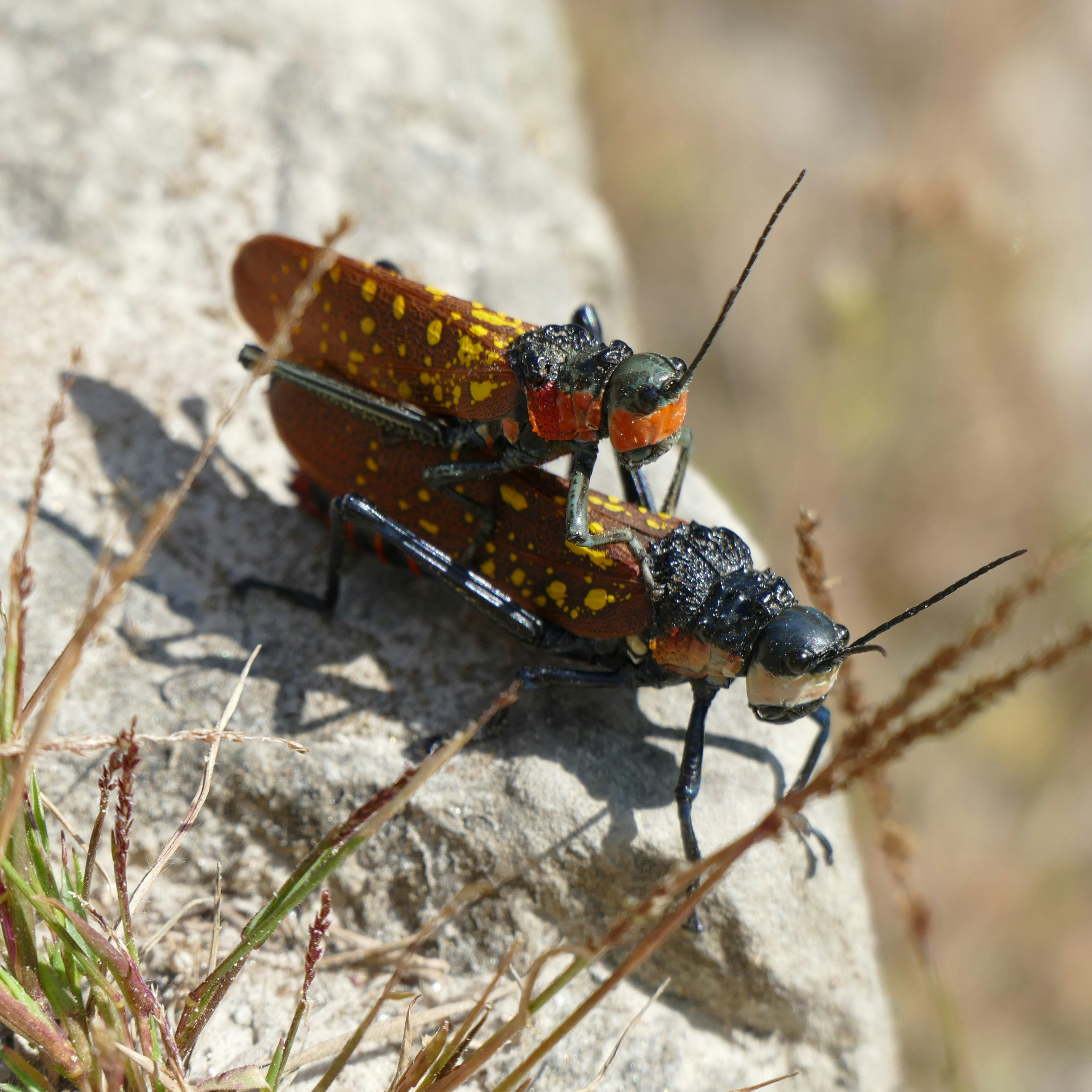 a couple of bugs sitting on top of a rock