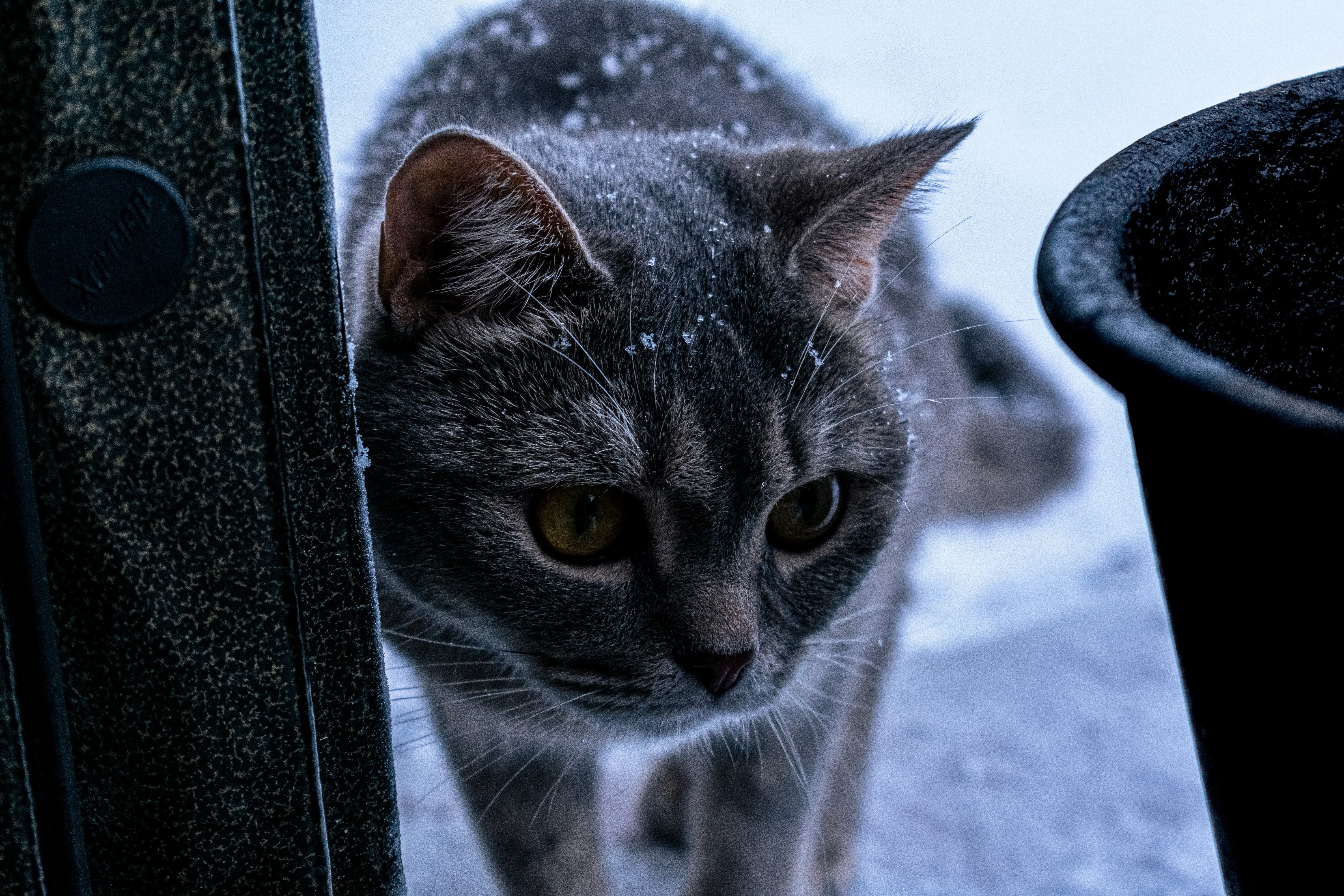 A cat is looking at the camera through a door photo – Free Cat Image on ...