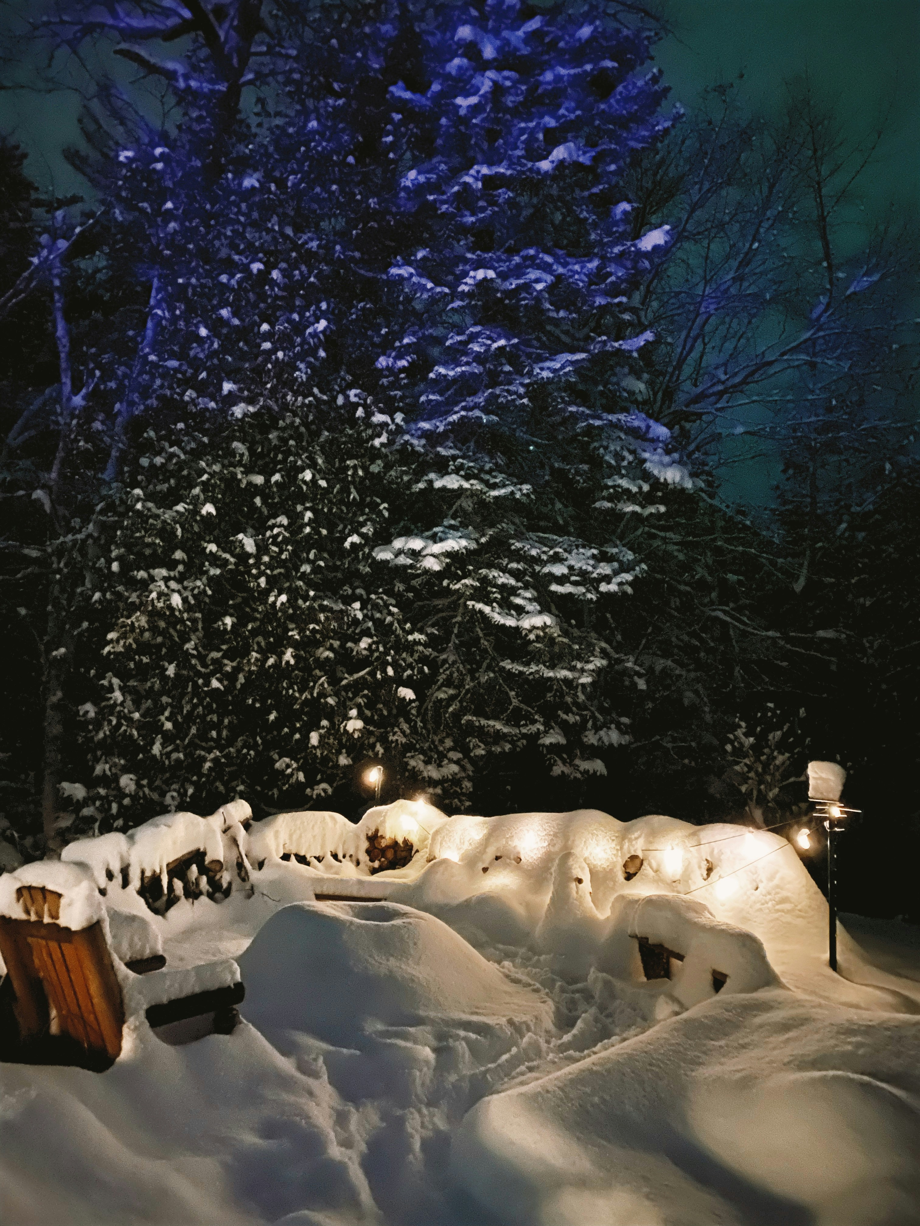 A night time scene of a snow covered yard photo – Free Forest Image on ...
