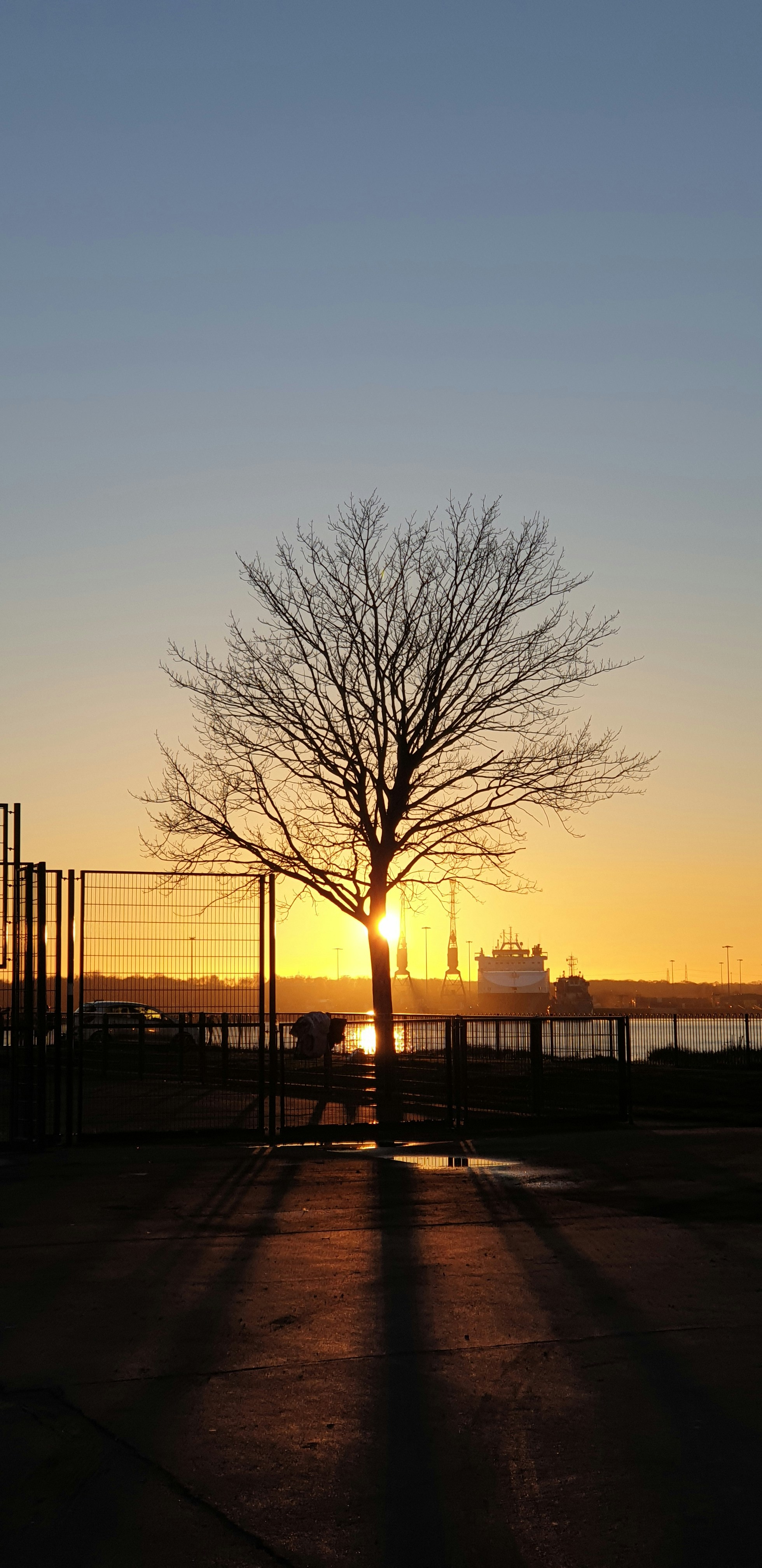 A lone tree silhouetted against a vibrant sunset, casting long shadows on the ground. The scene captures the serene beauty of twilight by the water's edge.