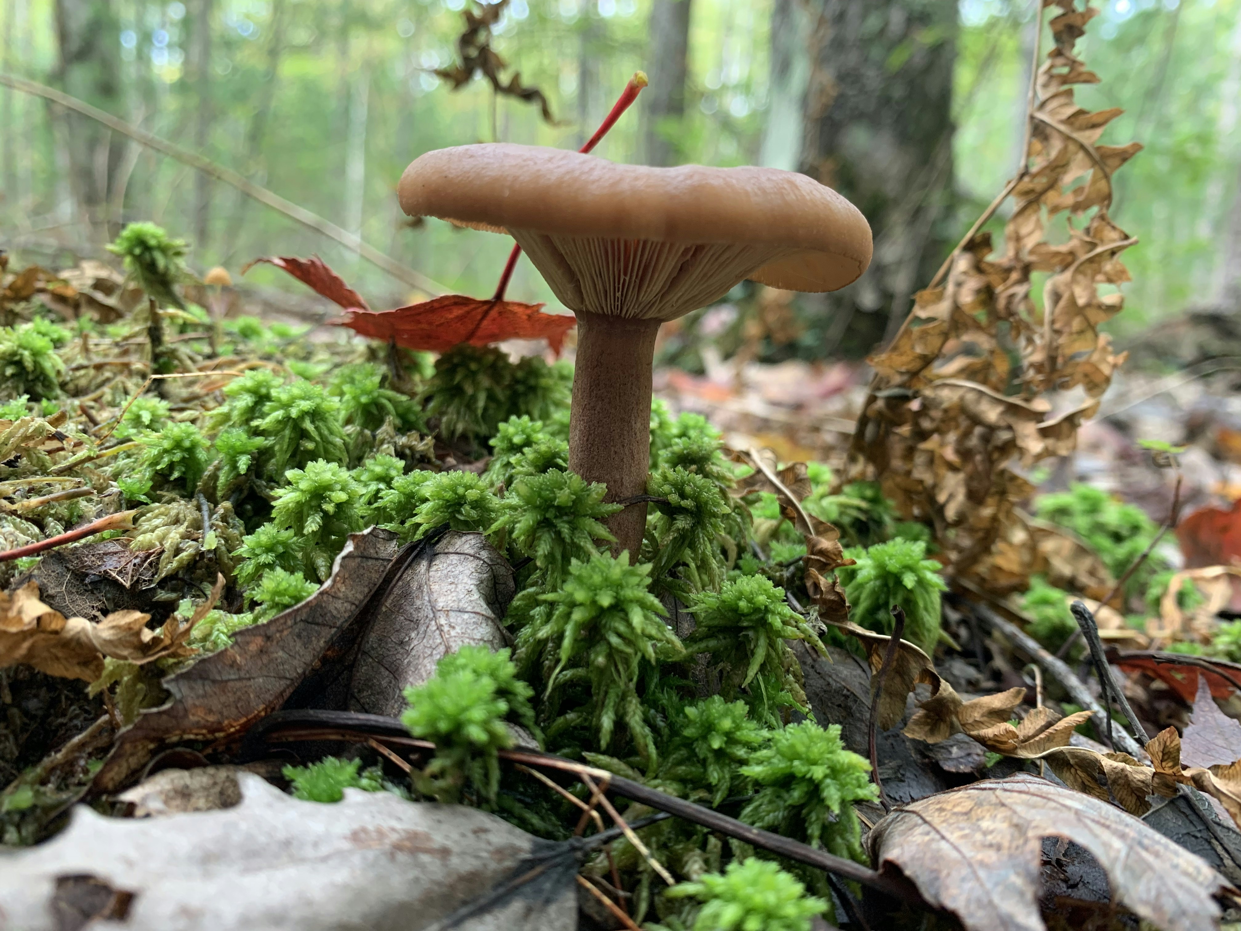 Un champignon assis sur un sol forestier couvert de mousse photo ...