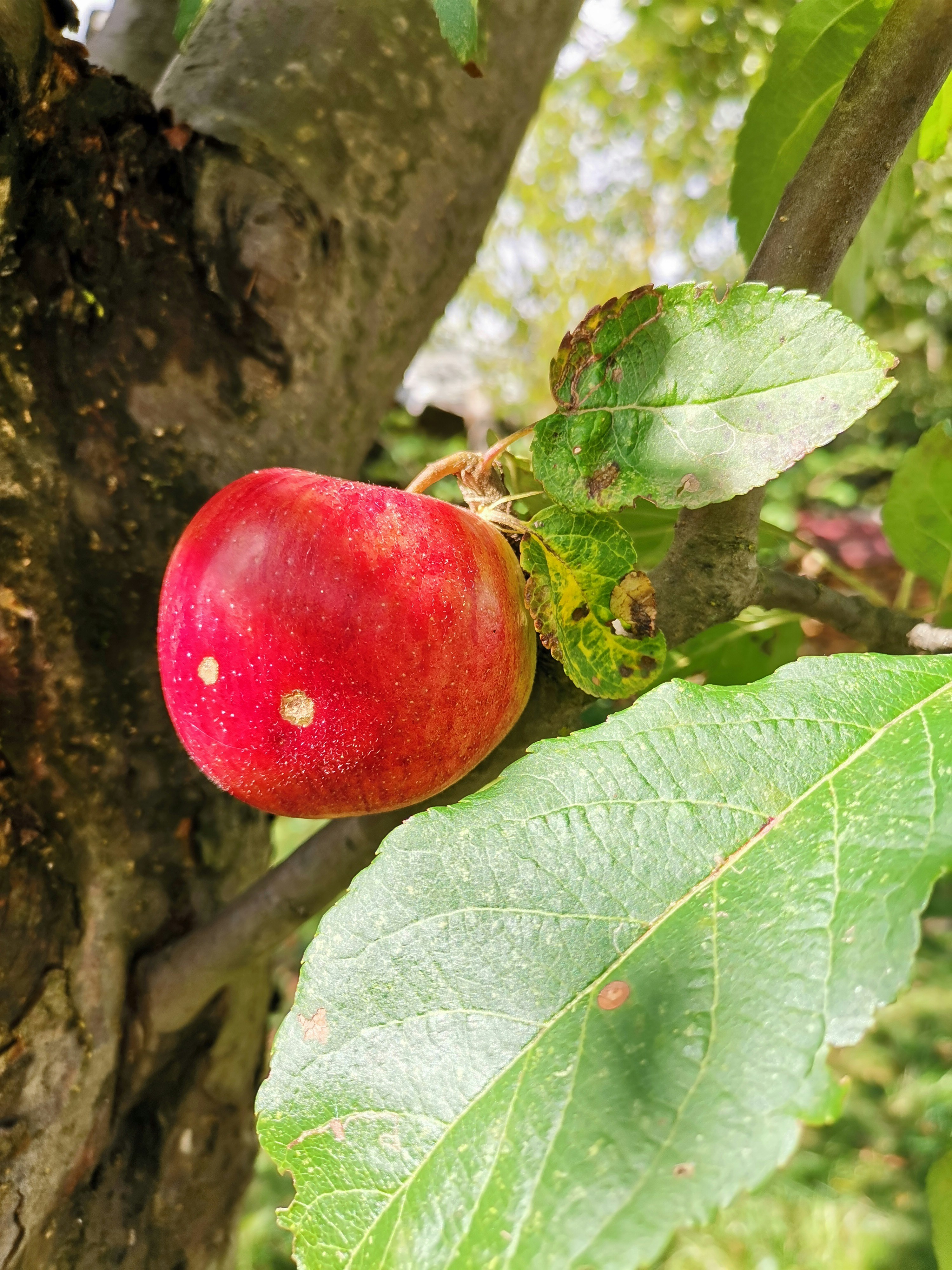 Red Apple on Branch: Crisp Detail in Sunlit Orchard