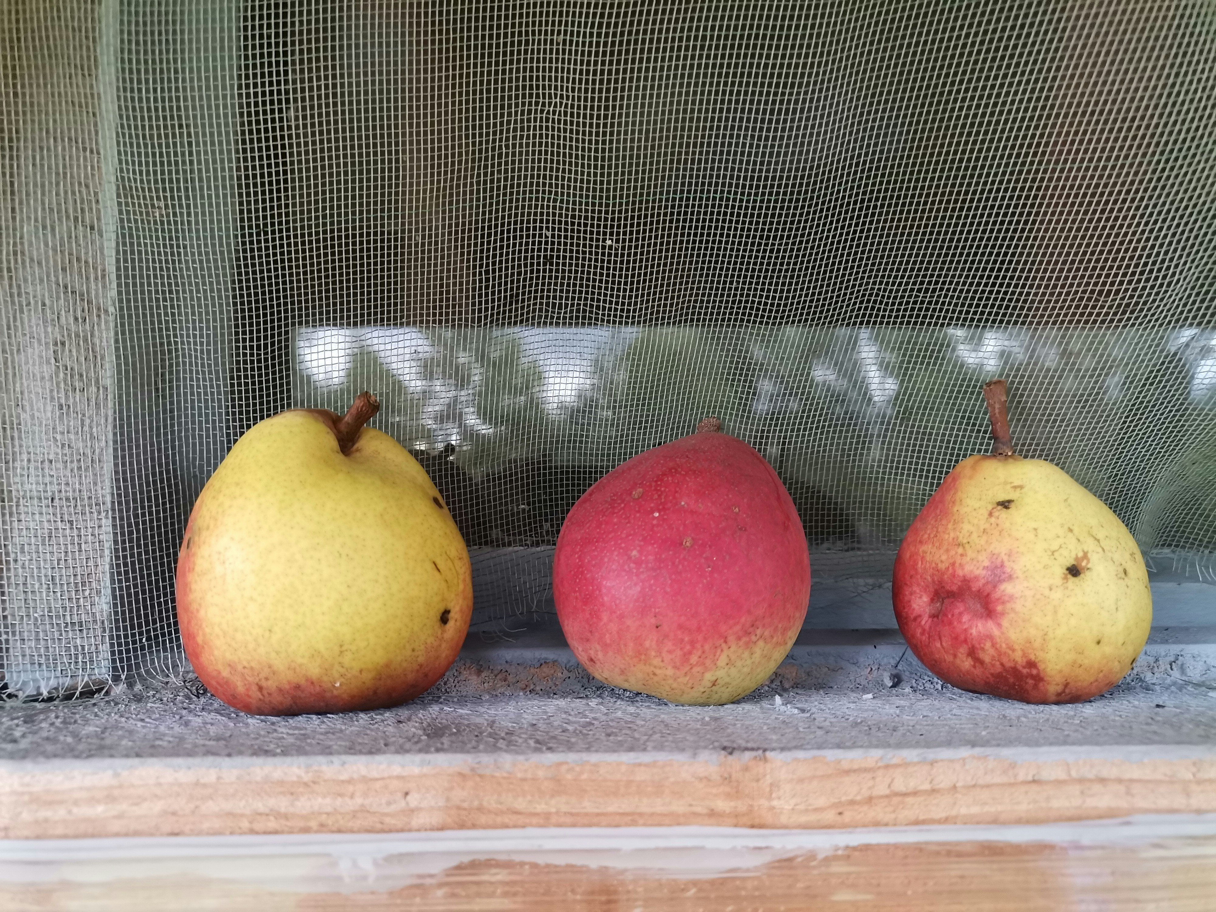 Three ripe pears resting on a wooden ledge, each showcasing unique colors and textures, framed by a mesh screen.