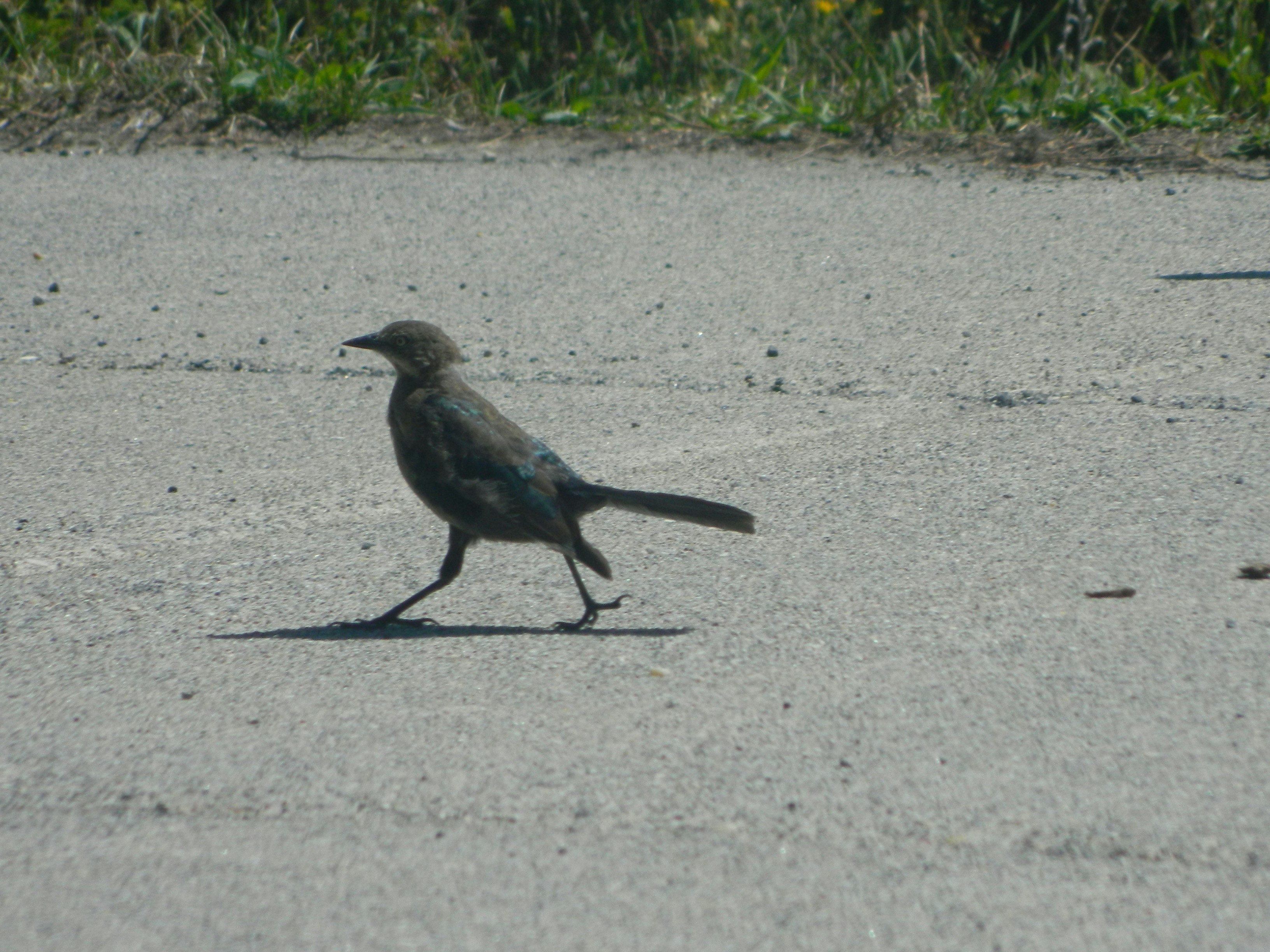 A solitary bird confidently crossing a sunlit road, showcasing its unique plumage against a natural backdrop.