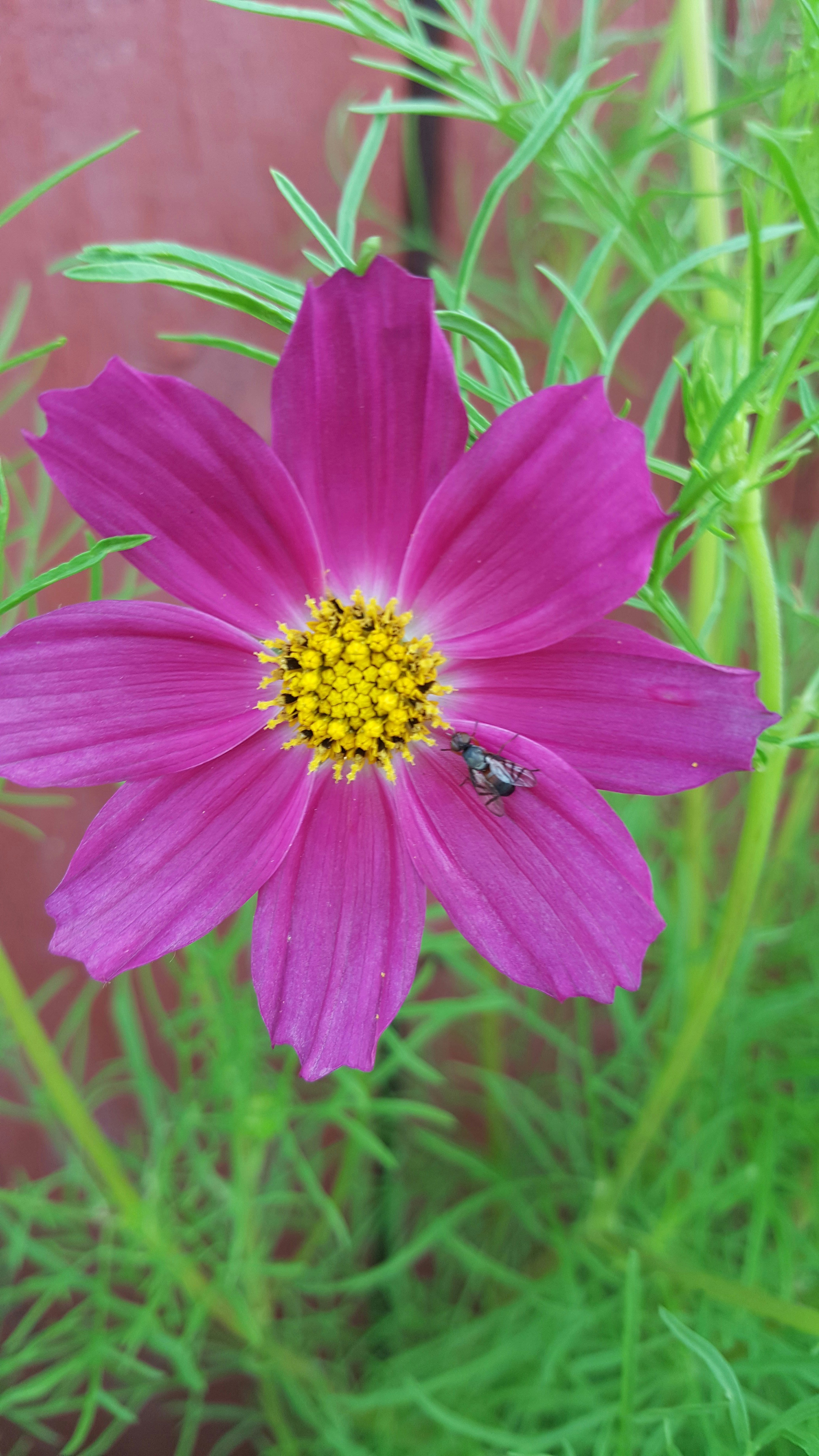 Bright pink cosmos flower with a small insect perched on its petals, surrounded by lush green foliage.