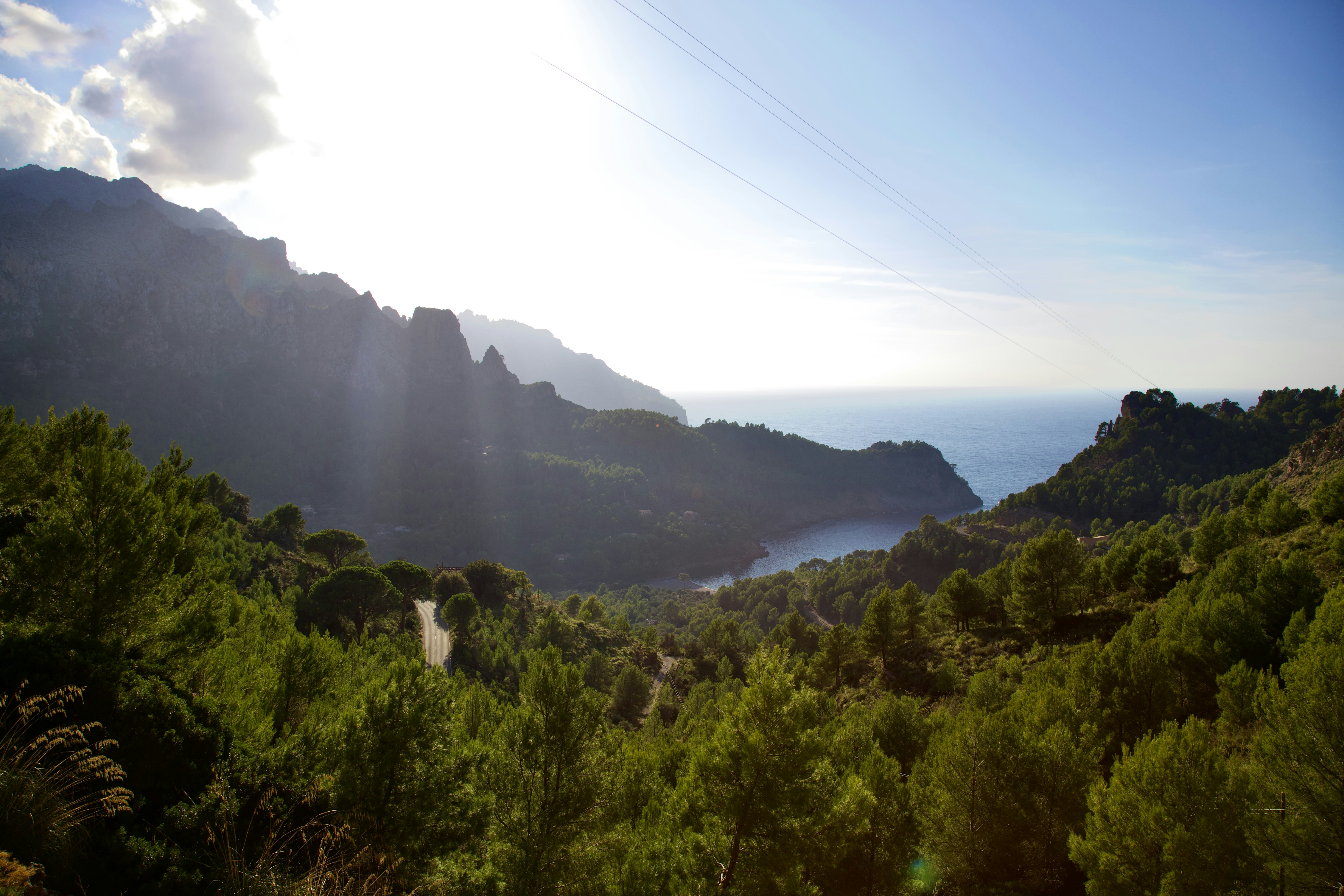 Sunlit Crest Over a Pine-Clad Coastline