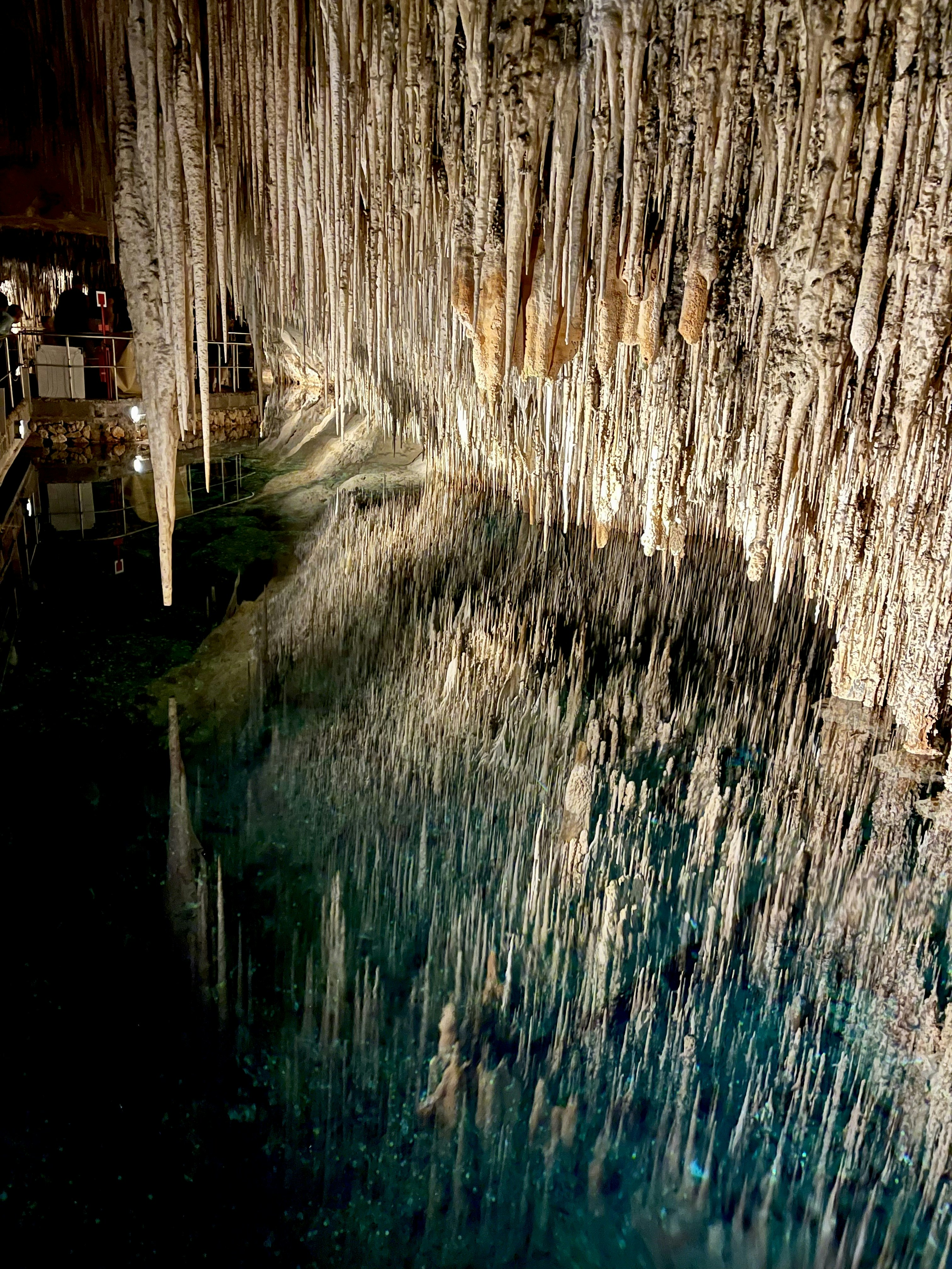 a group of trees that are next to a body of water